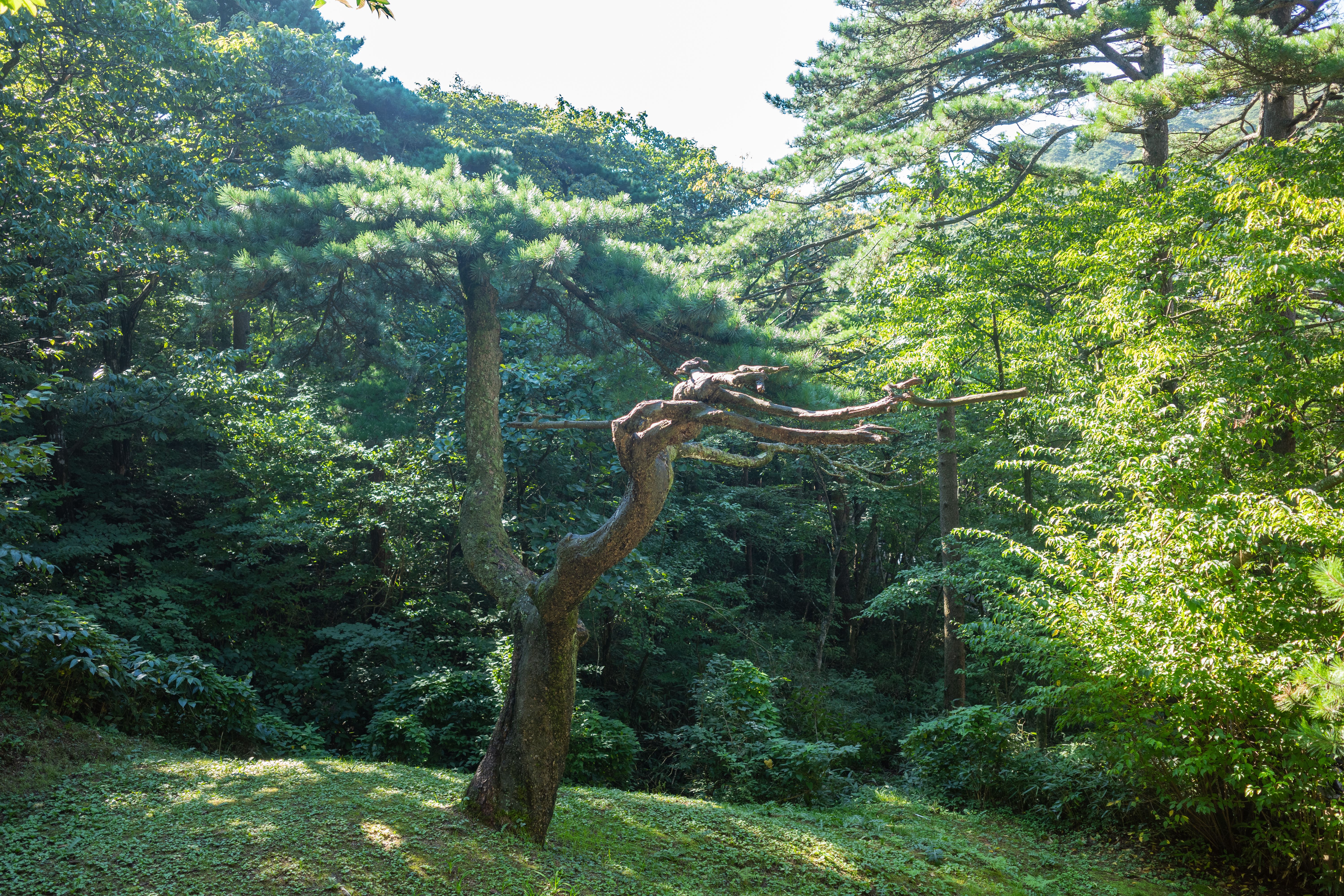 Scenic Summer Forest View with Unique Tree · Free Stock Photo