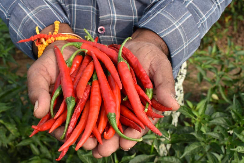 Chilli Photos, Download The BEST Free Chilli Stock Photos & HD Images