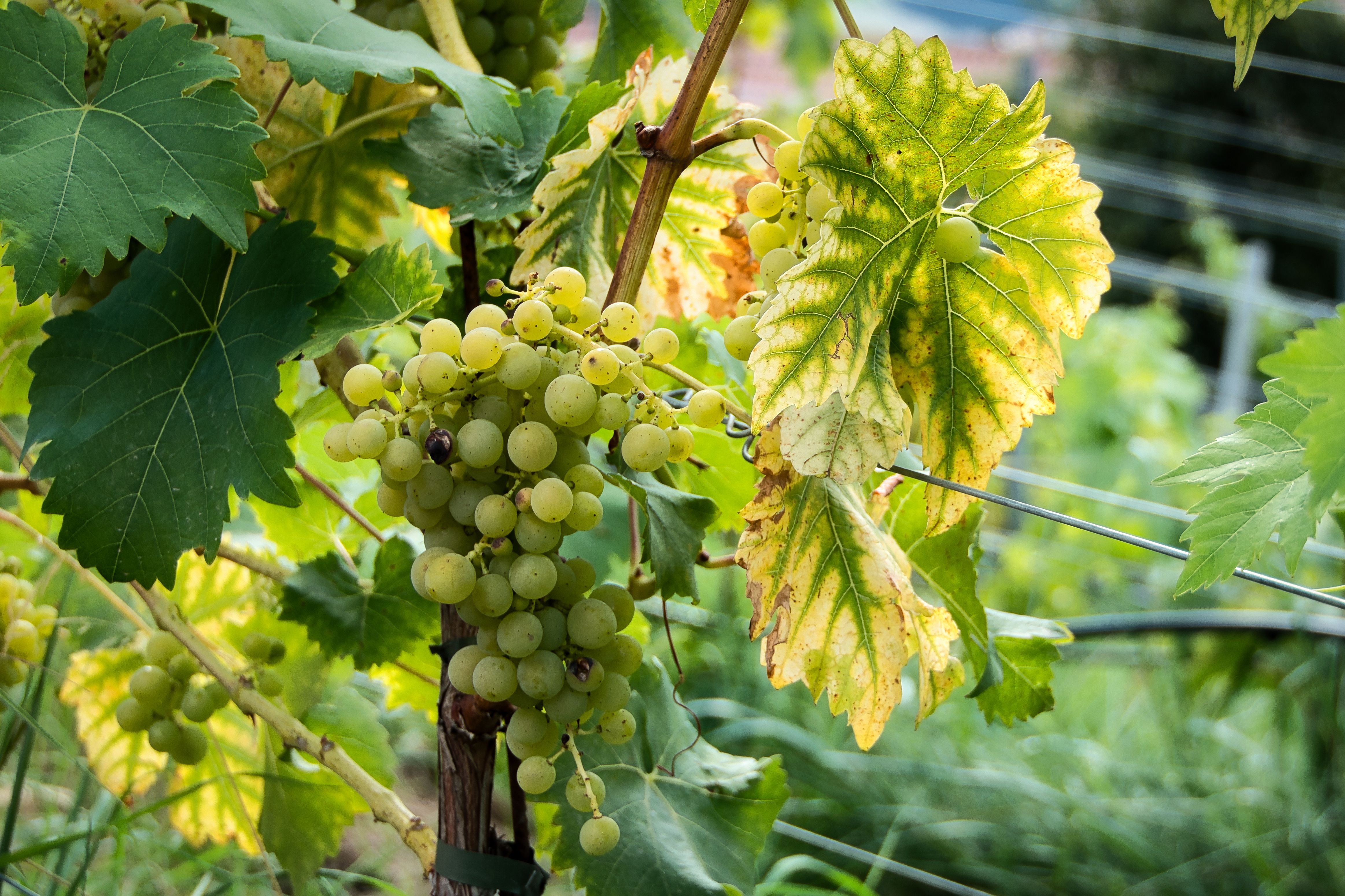 Vibrant Green Grapes in Trentino Vineyard · Free Stock Photo
