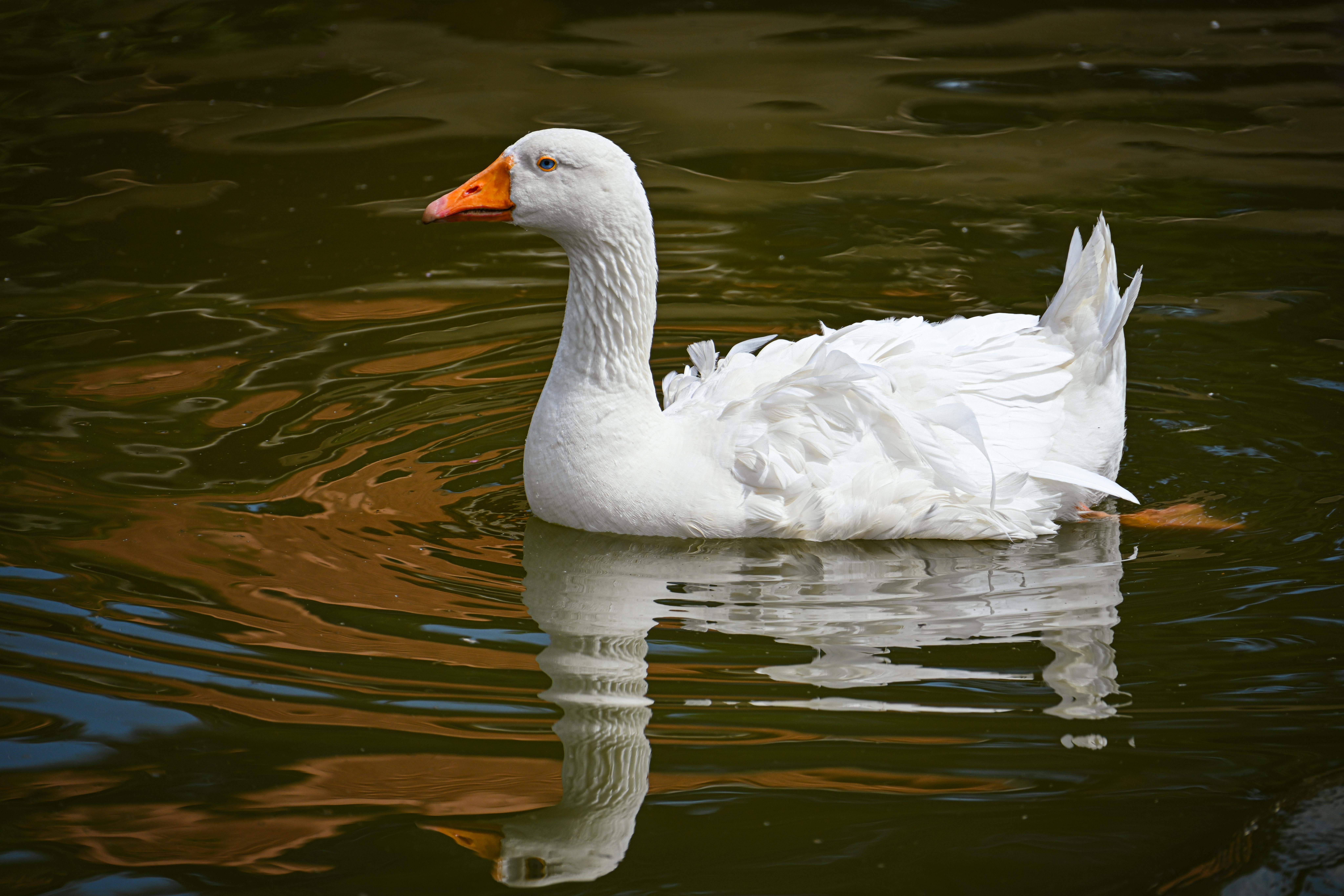 Images Of Feathers Photos, Download The BEST Free Images Of Feathers ...