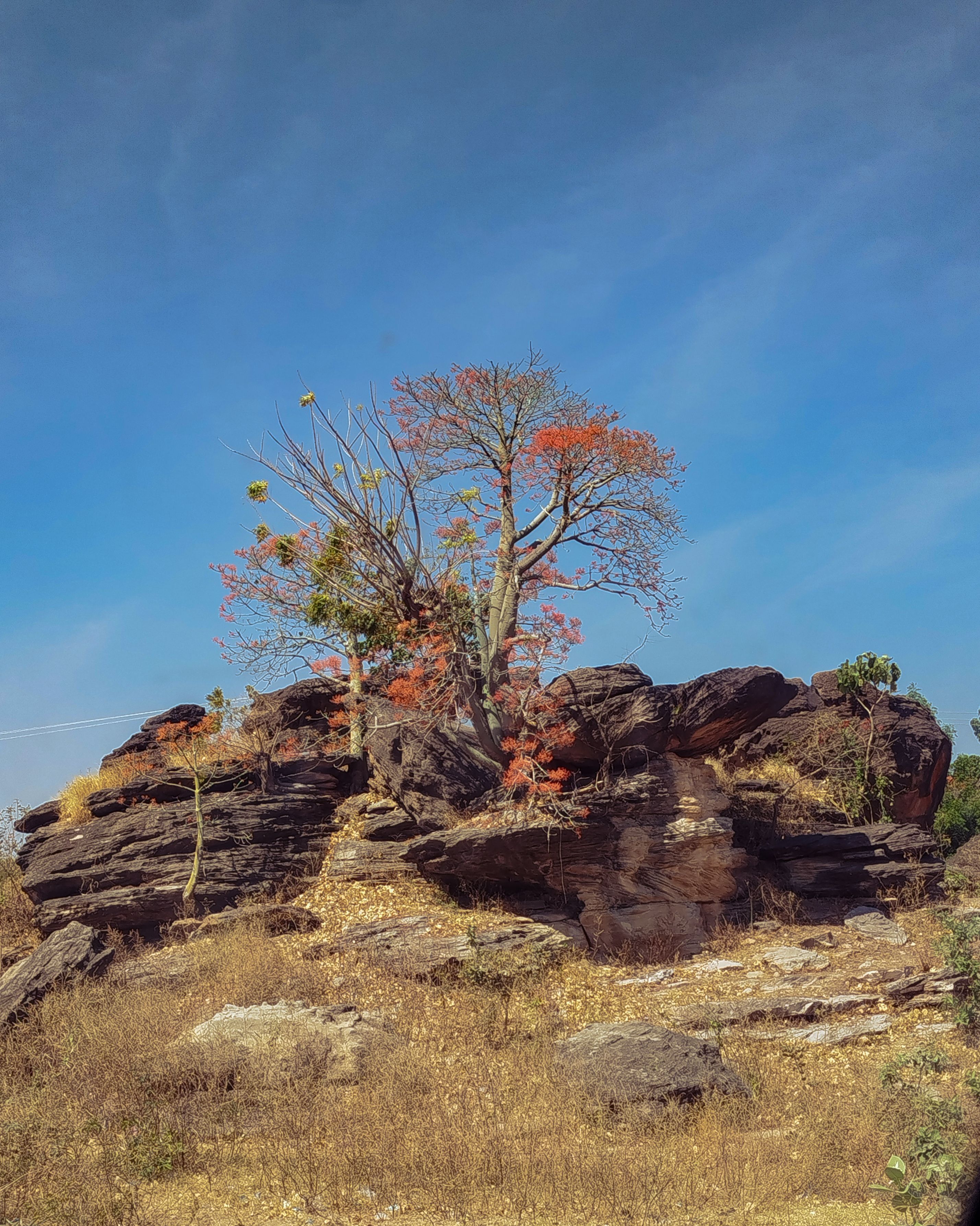 Majestic Baobab Tree on Rocky Nigerian Landscape · Free Stock Photo