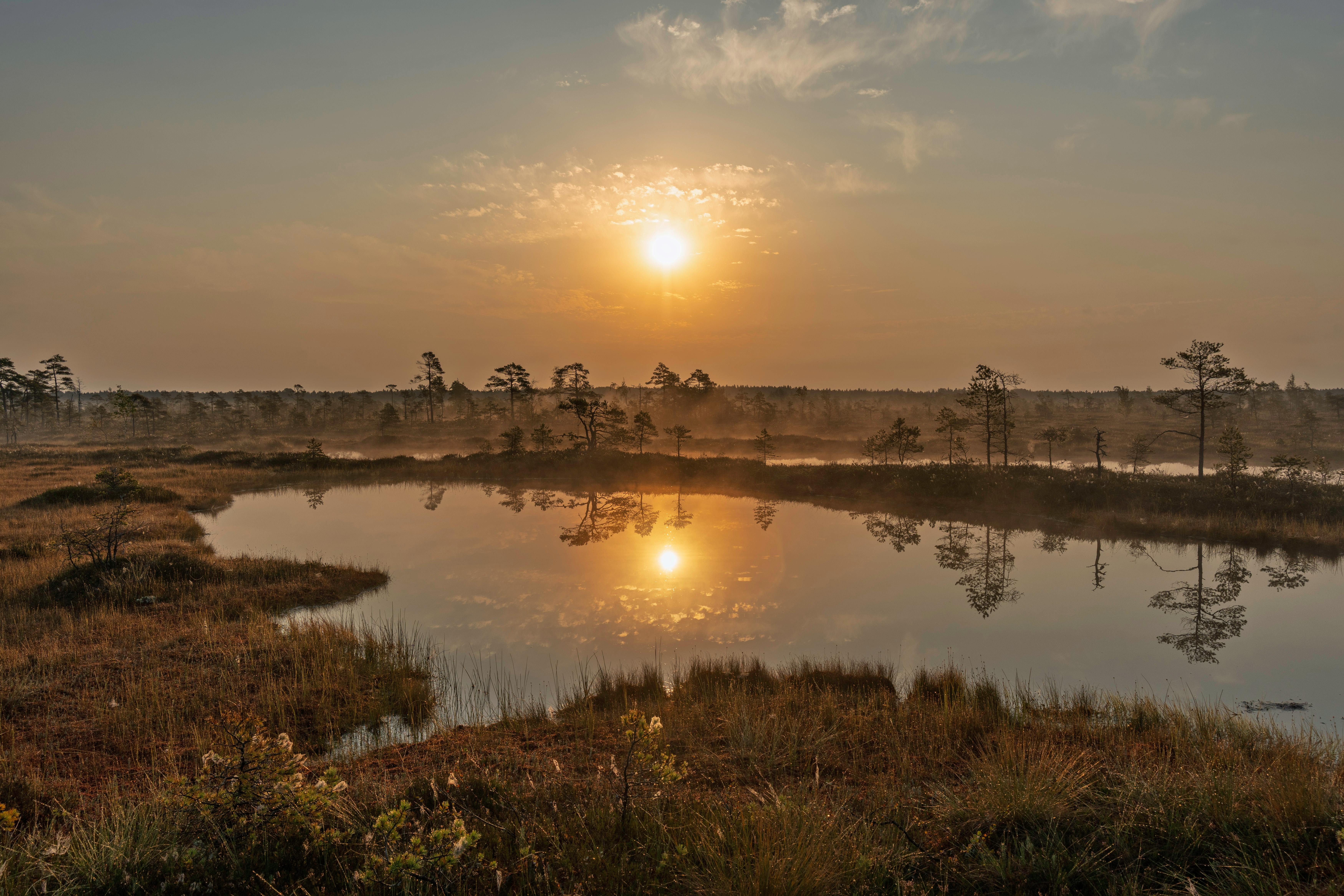 Marsh Photos, Download The BEST Free Marsh Stock Photos & HD Images