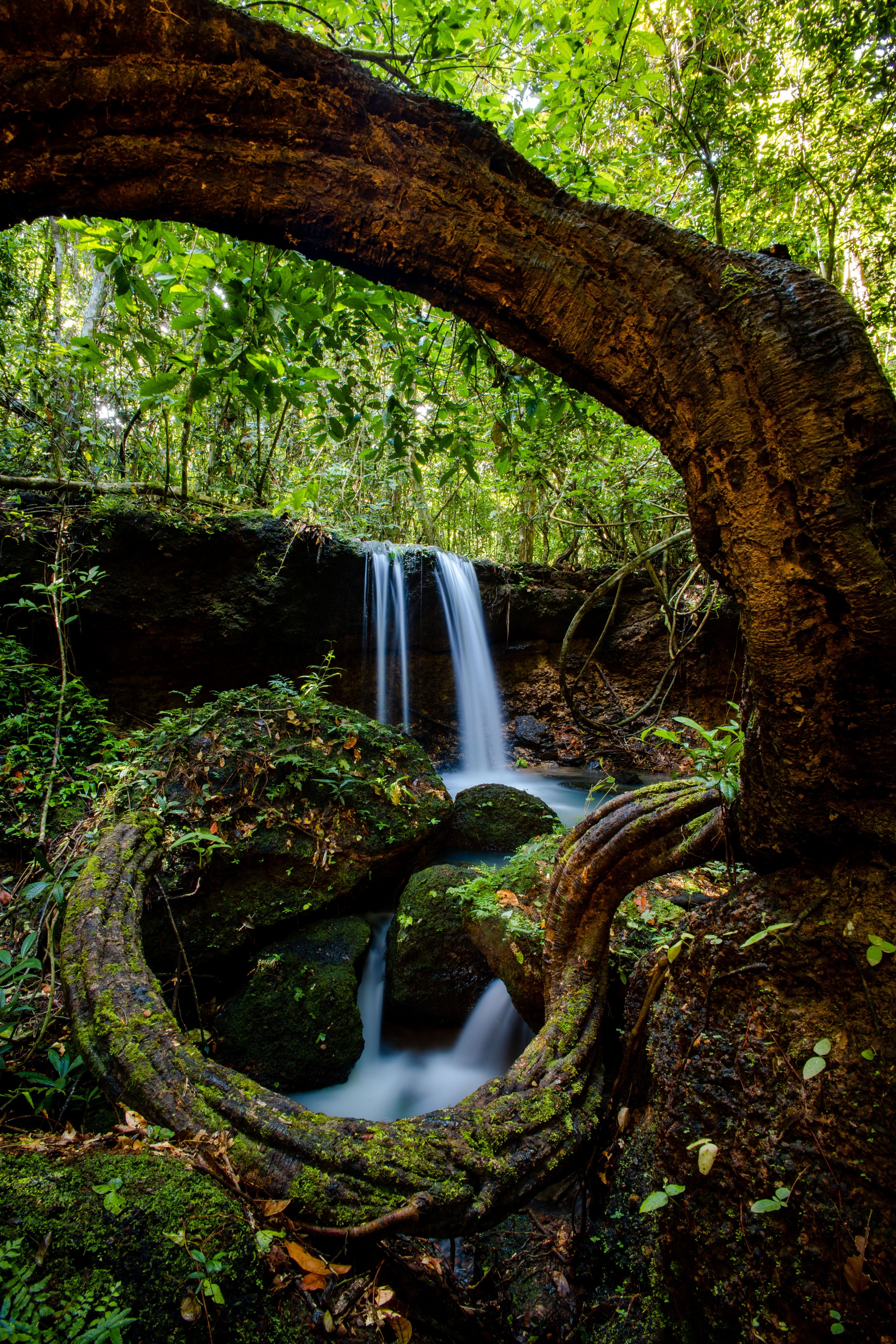 Waterfall Vines Photos, Download The BEST Free Waterfall Vines Stock ...