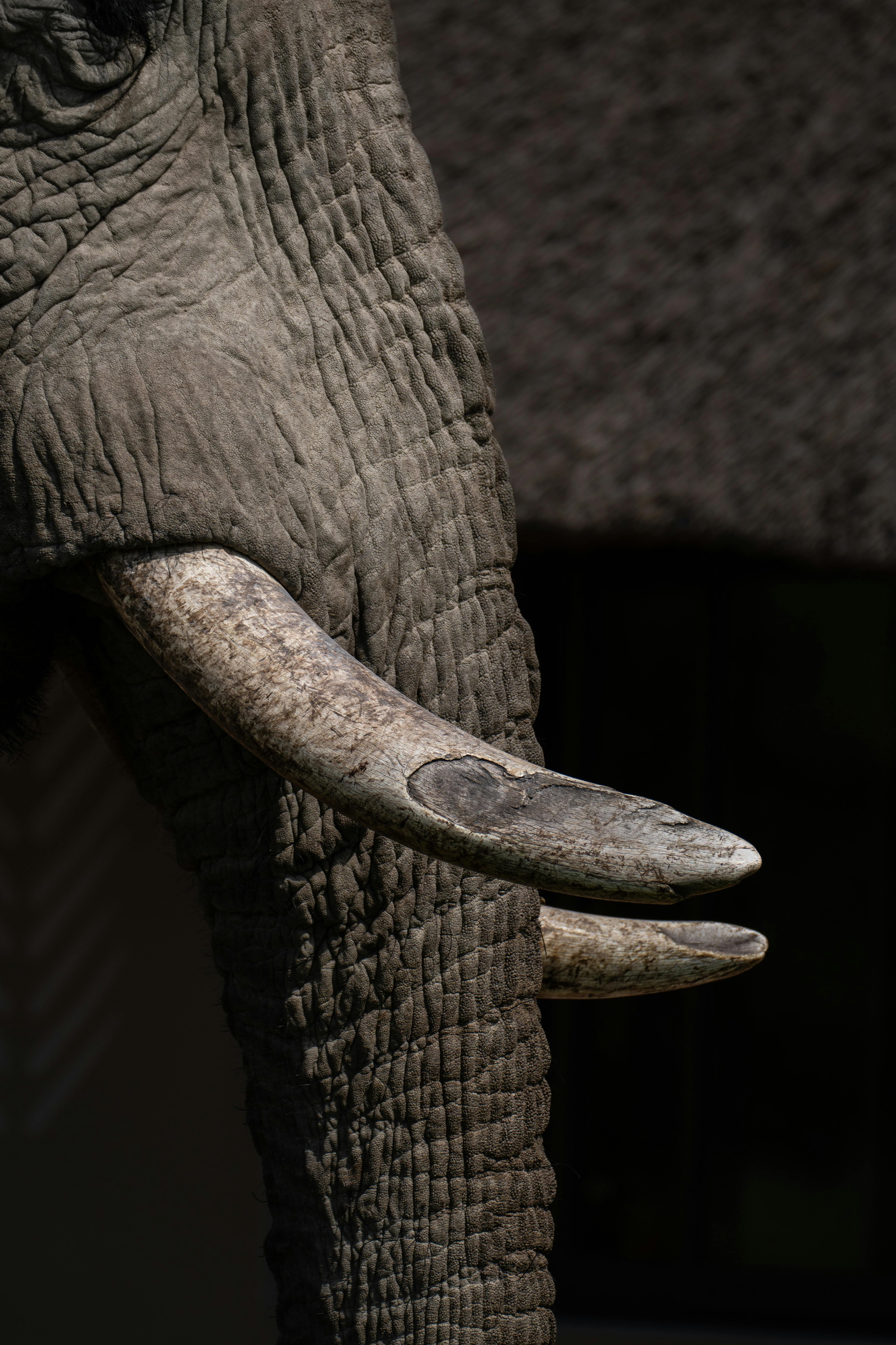 Close-up of African Elephant Tusk in Namibia · Free Stock Photo