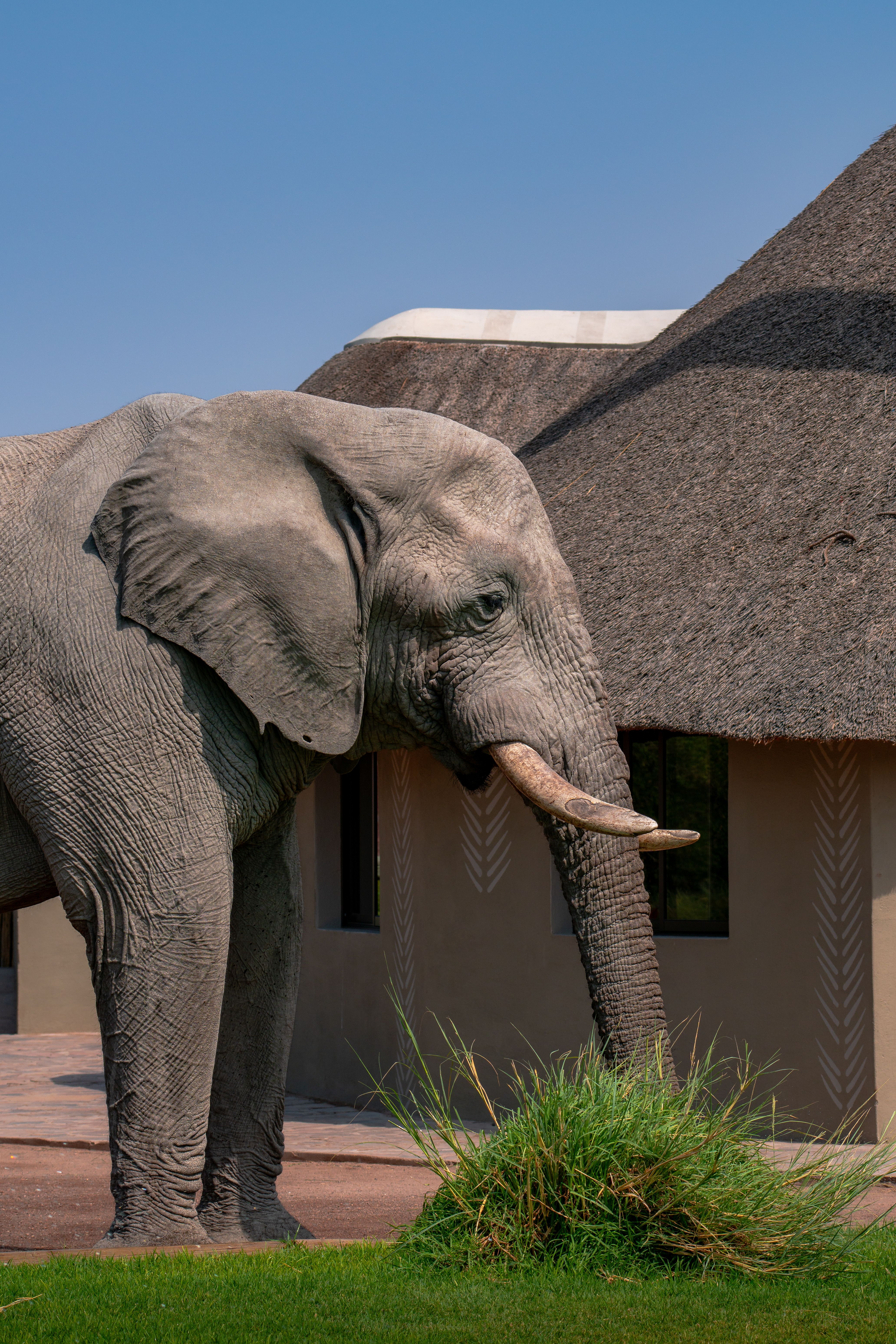 Majestic African Elephant Near Thatched Roof House · Free Stock Photo