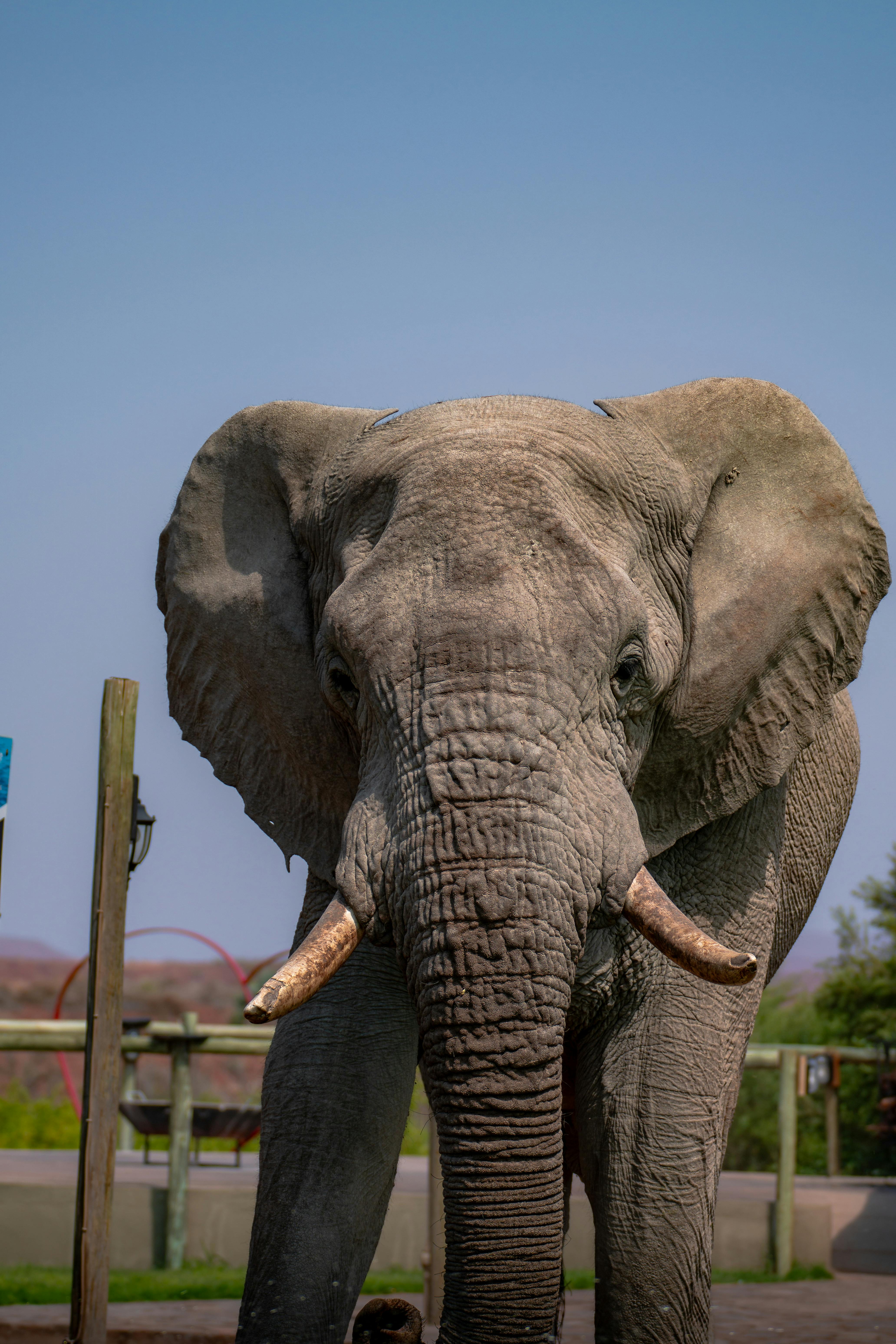 Different Animals Photos, Download The BEST Free Different Animals ...