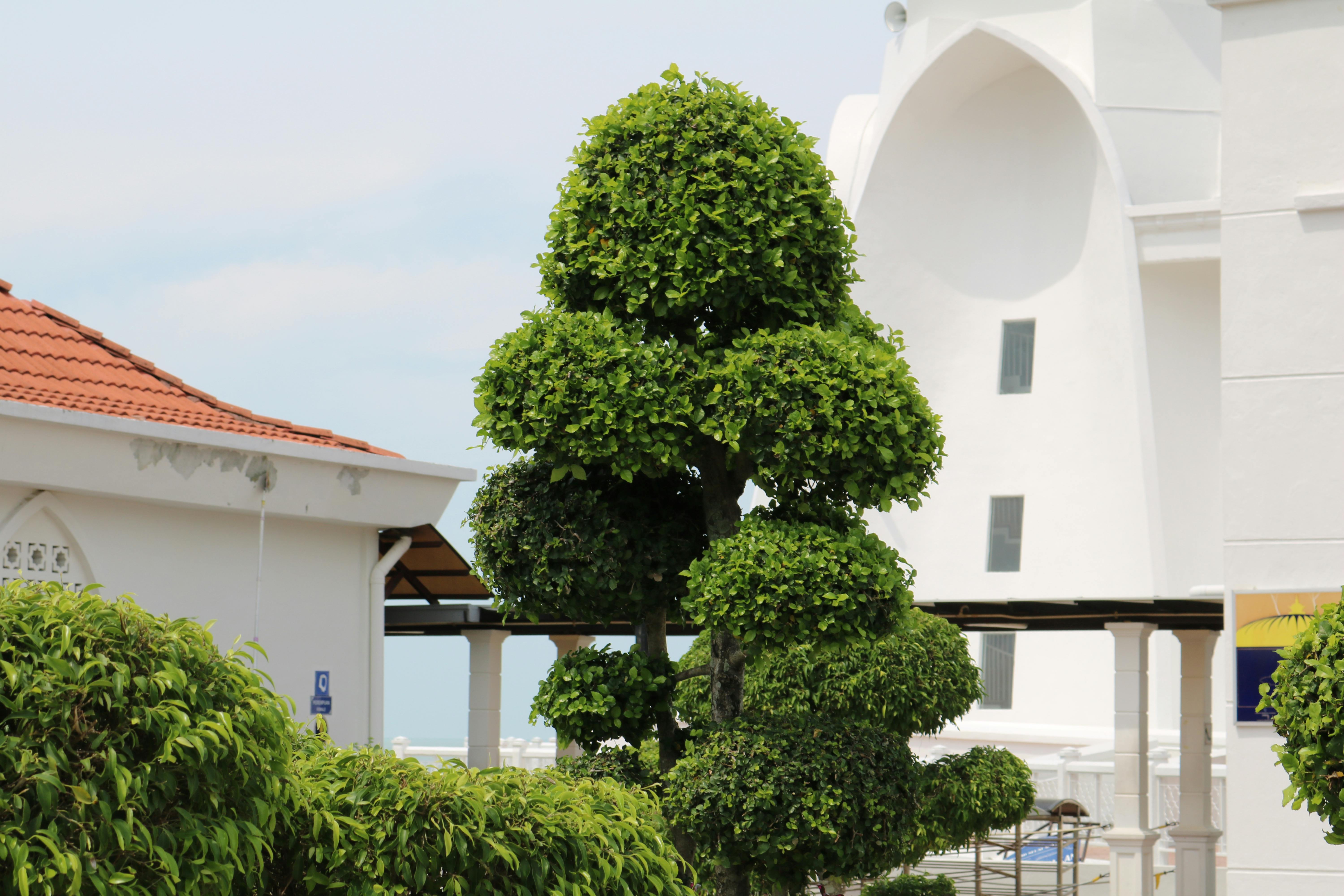 Clove Tree Photos, Download The BEST Free Clove Tree Stock Photos & HD ...