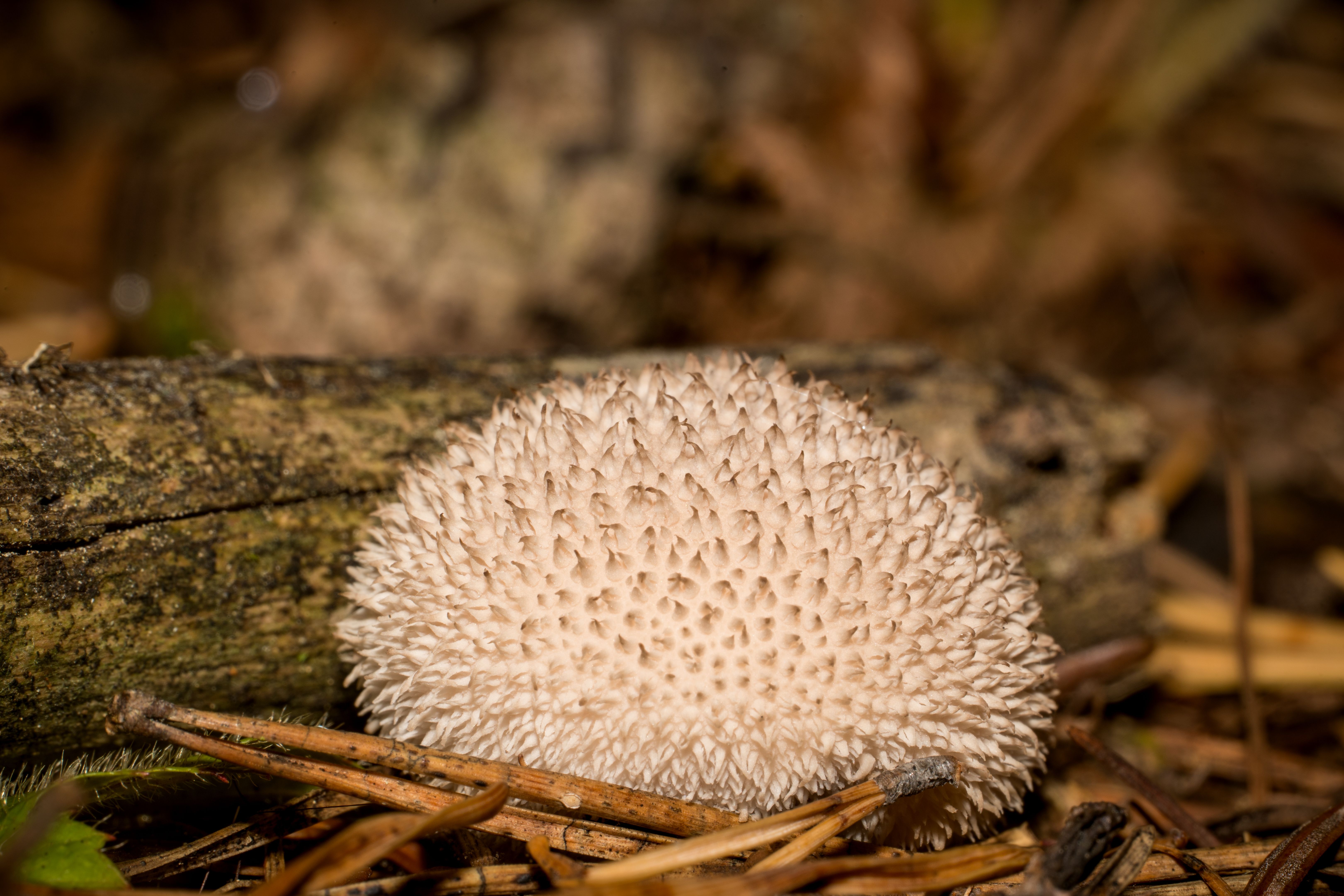 Gros Plan D'un Champignon Vesses De Loup Dans La Forêt De Myślenice ...