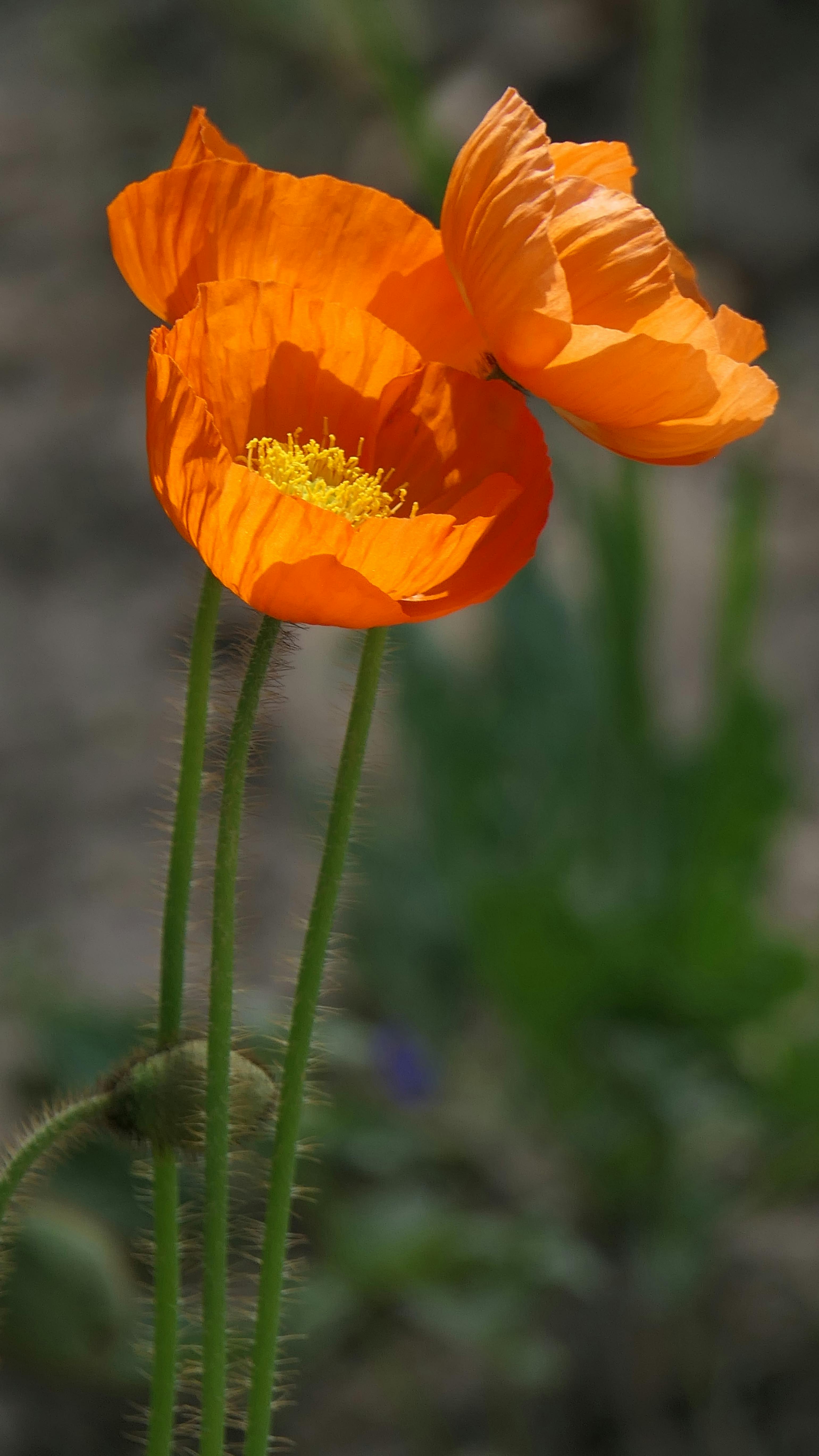 Poppy Flowers Photos, Download The BEST Free Poppy Flowers Stock Photos ...