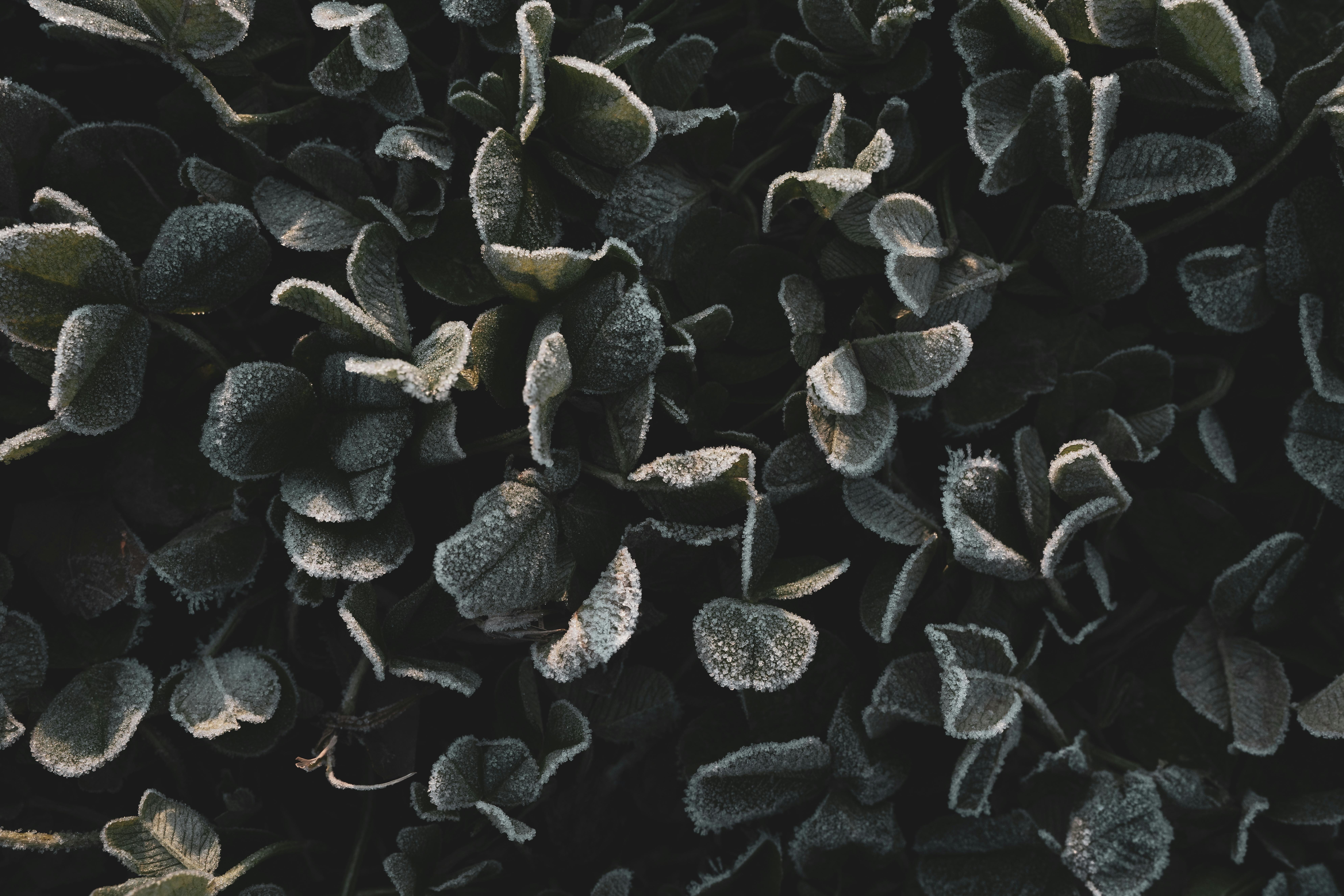 Plant Texture Photos, Download The BEST Free Plant Texture Stock Photos ...