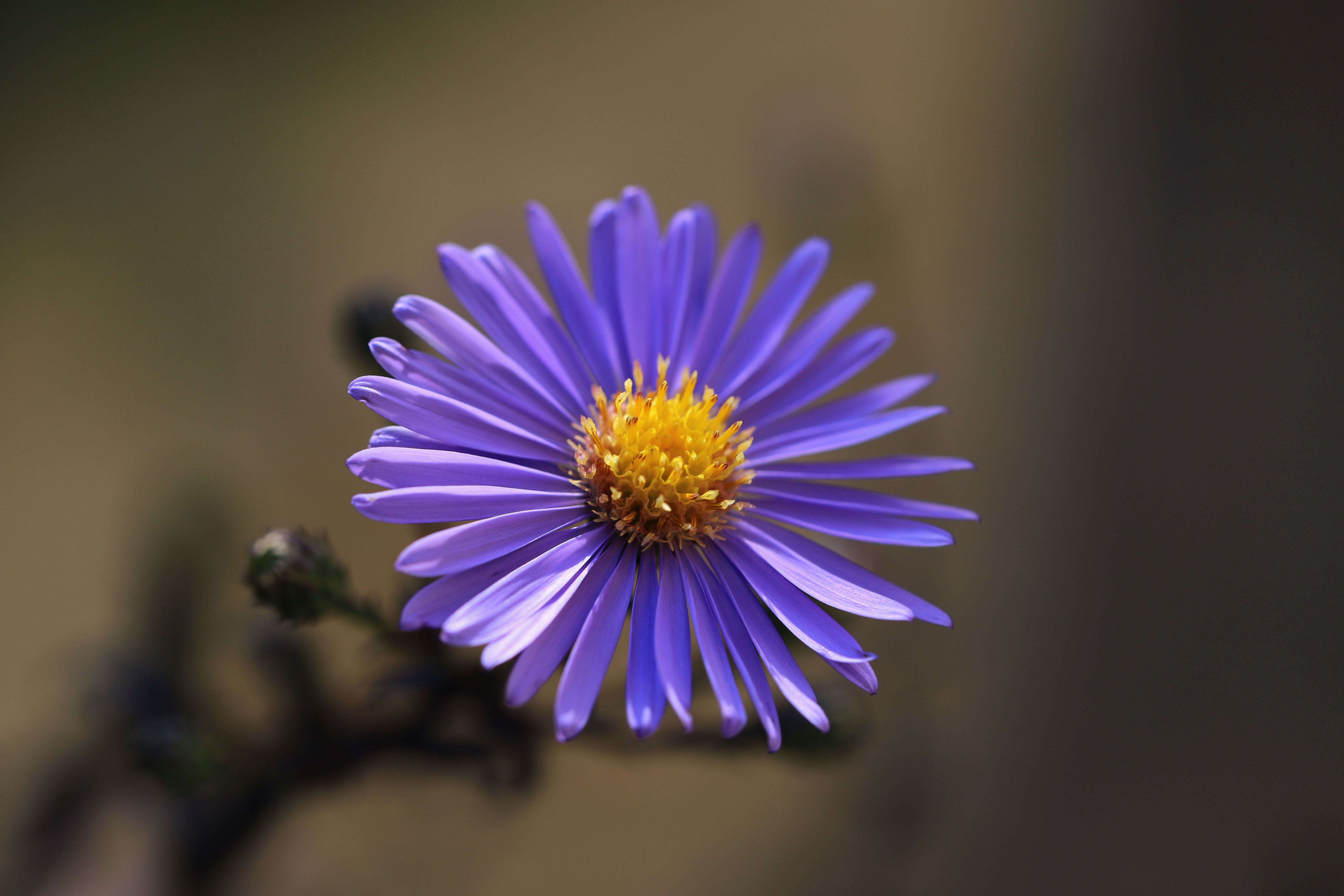 Vibrant Purple Aster Flower in Full Bloom · Free Stock Photo