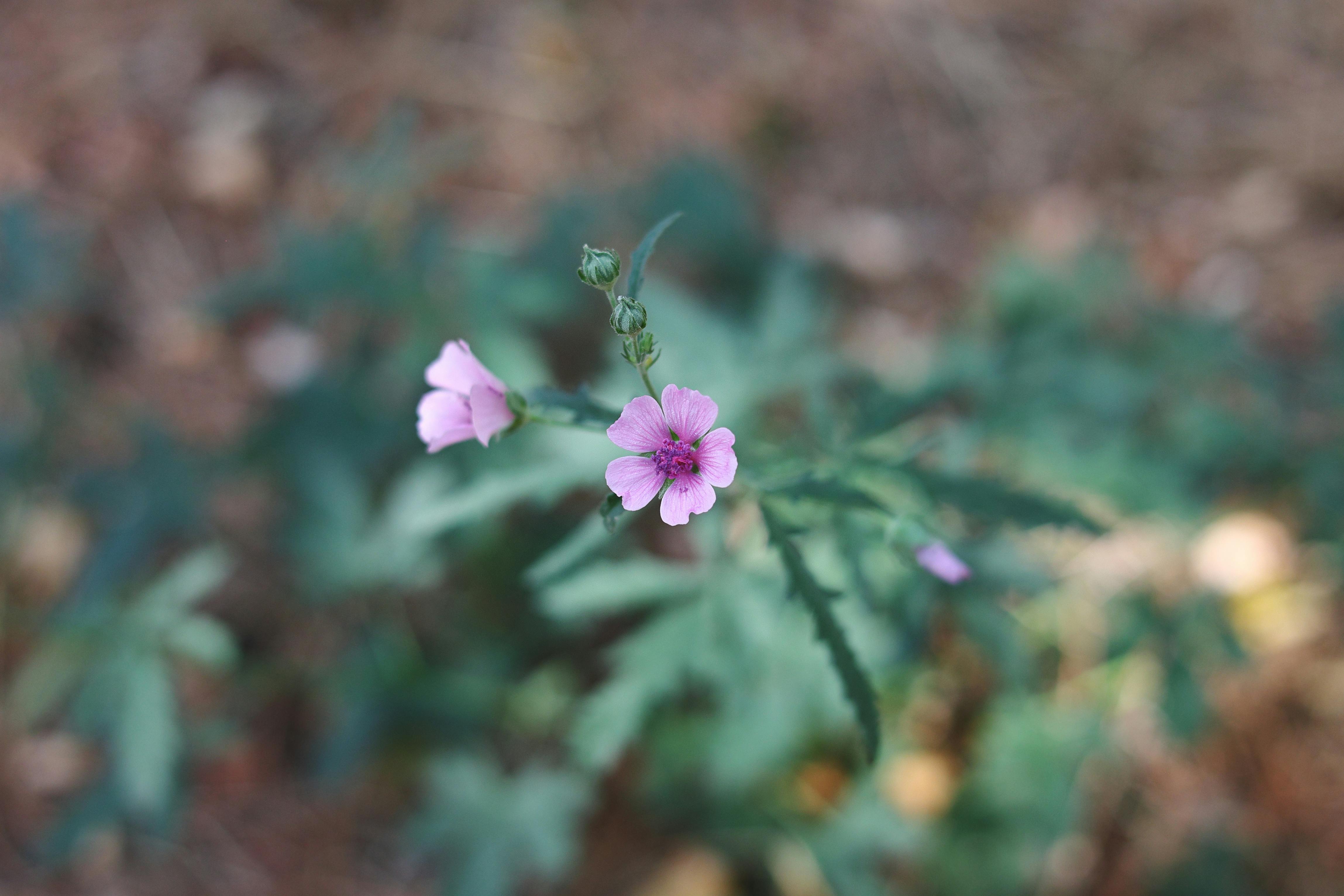 4k Micro Photos, Download The BEST Free 4k Micro Stock Photos & HD Images