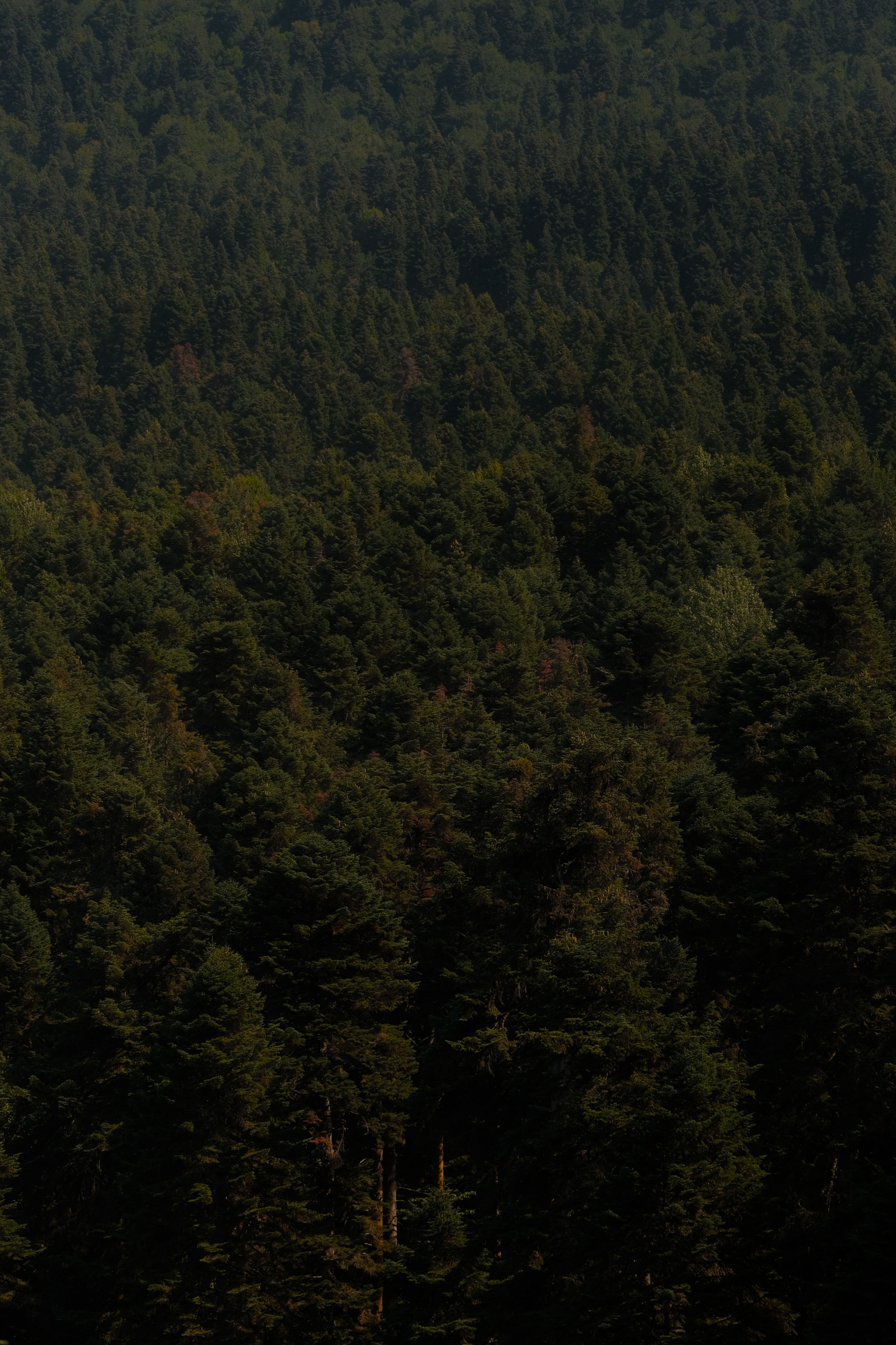 Dense Forest Landscape in Bolu, Türkiye · Free Stock Photo