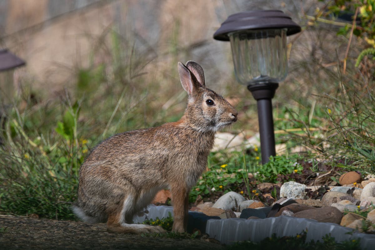 Rabbit+Pointing+At+Clock+Meme Photos, Download The BEST Free Rabbit ...