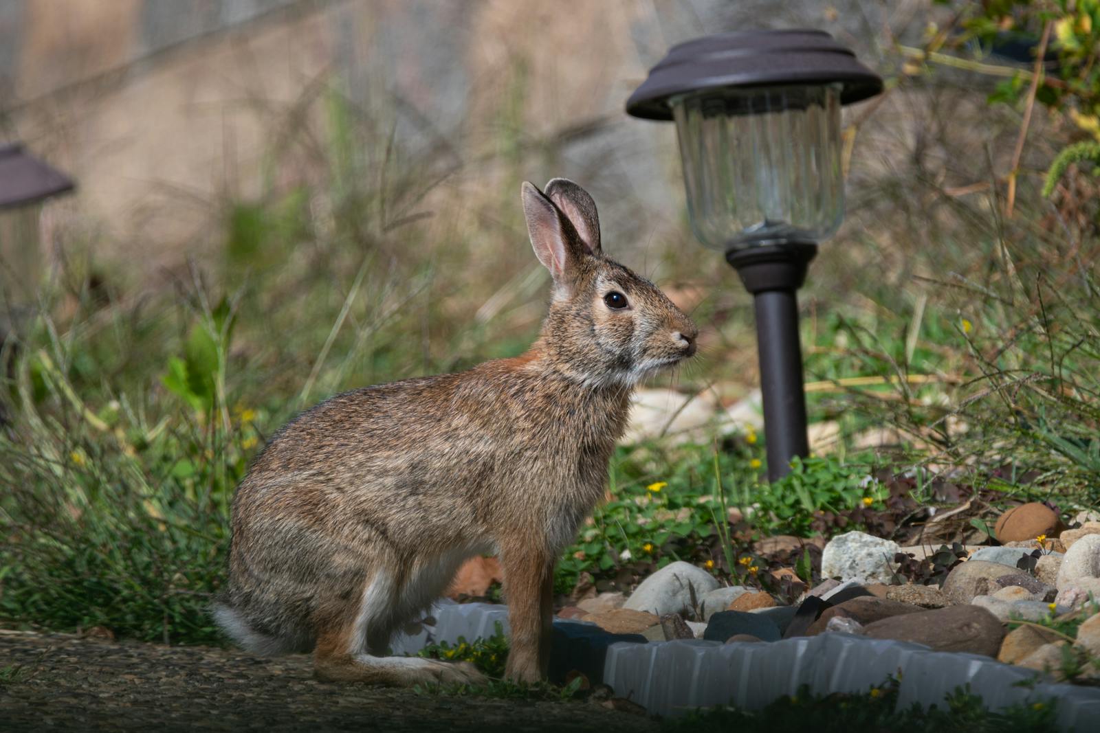 Rabbit+Pointing+At+Clock+Meme Photos, Download The BEST Free Rabbit ...