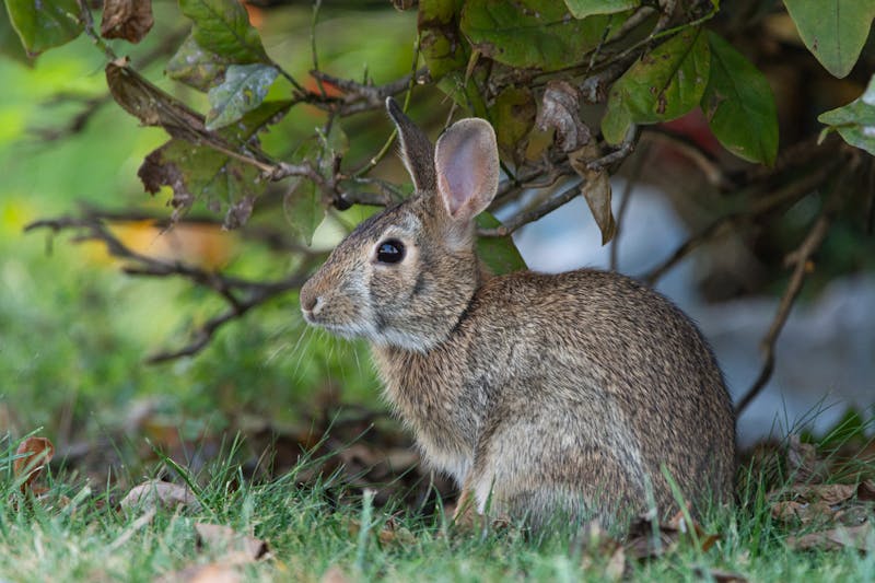 Rabbit+Pointing+At+Clock+Meme Photos, Download The BEST Free Rabbit ...