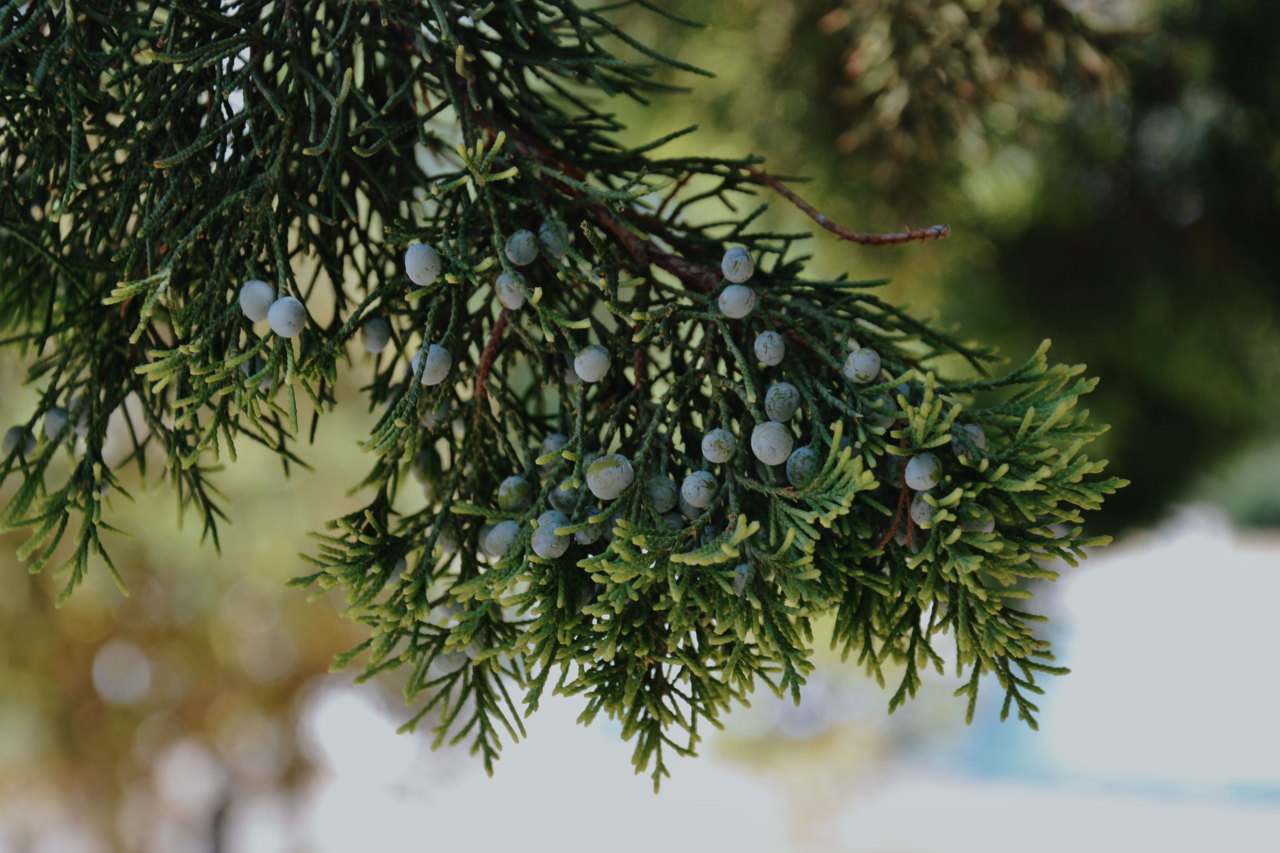 Close-Up of Juniper Branch with Berries in Focus · Free Stock Photo