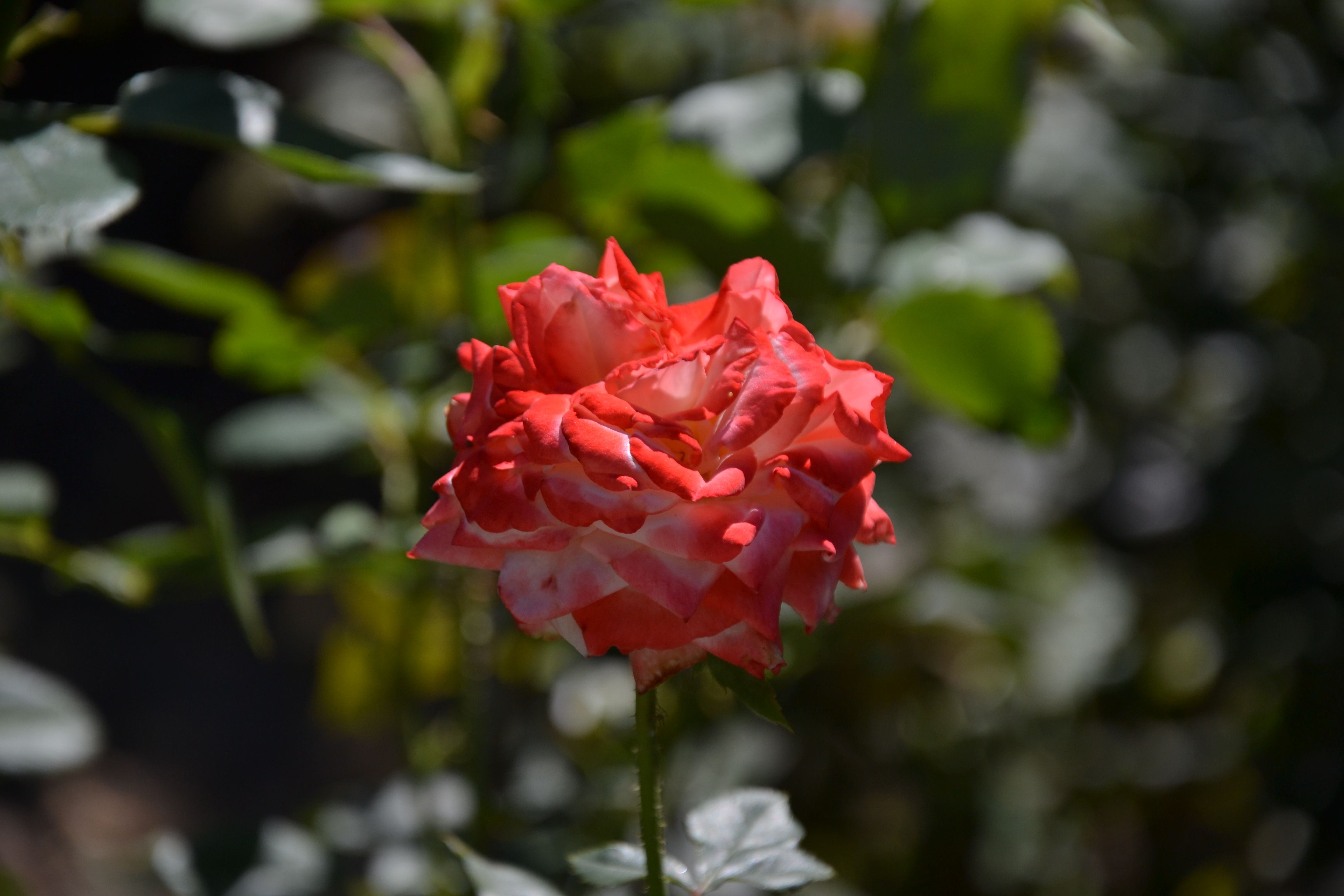 Close-Up of a Vibrant Red Rose in Bloom · Free Stock Photo