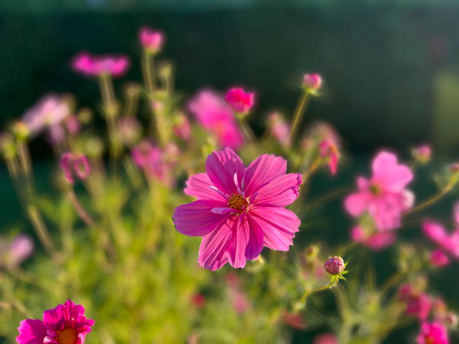 Flower Landscape Photos, Download The BEST Free Flower Landscape Stock ...
