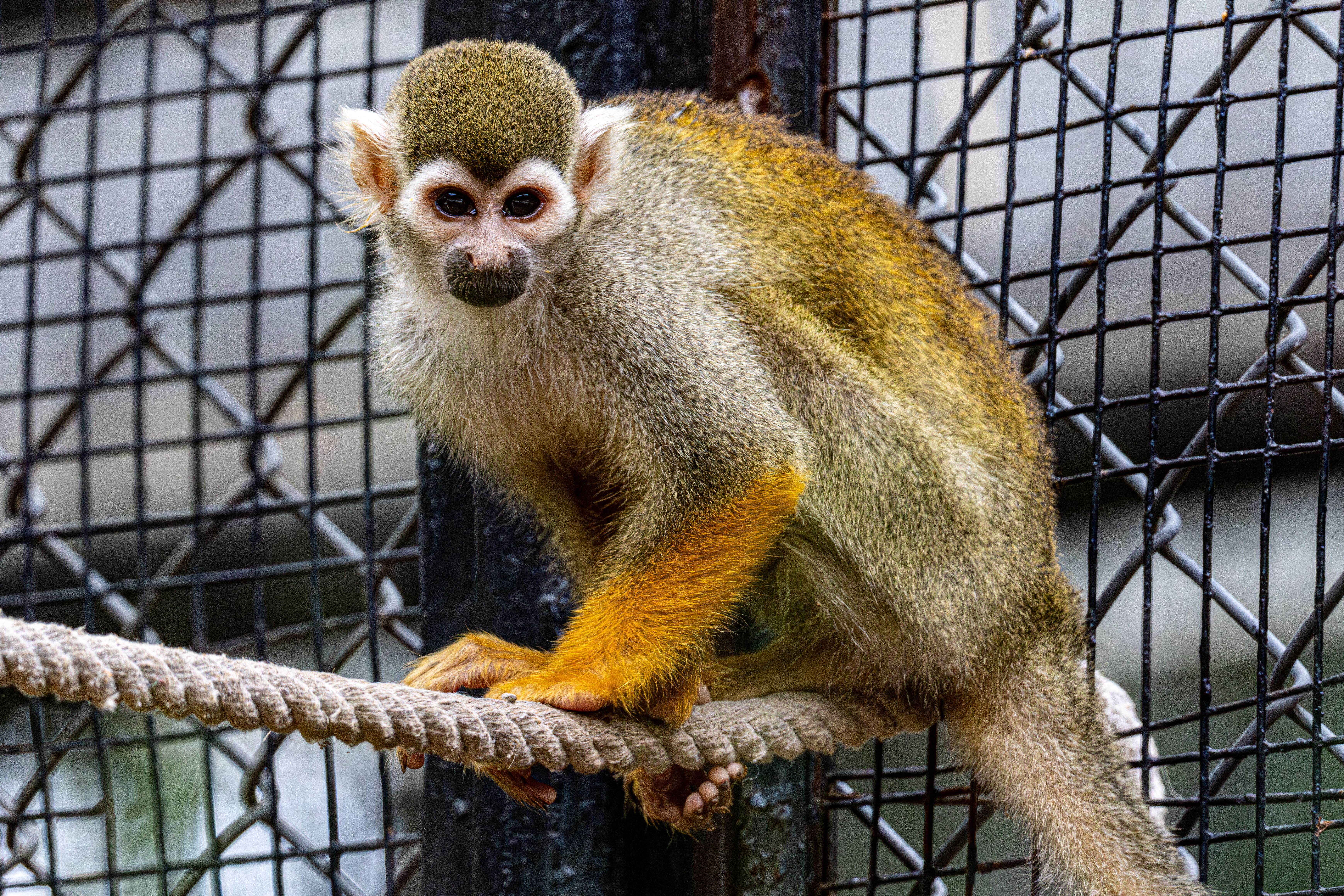 Close-Up of Squirrel Monkey in Enclosure · Free Stock Photo