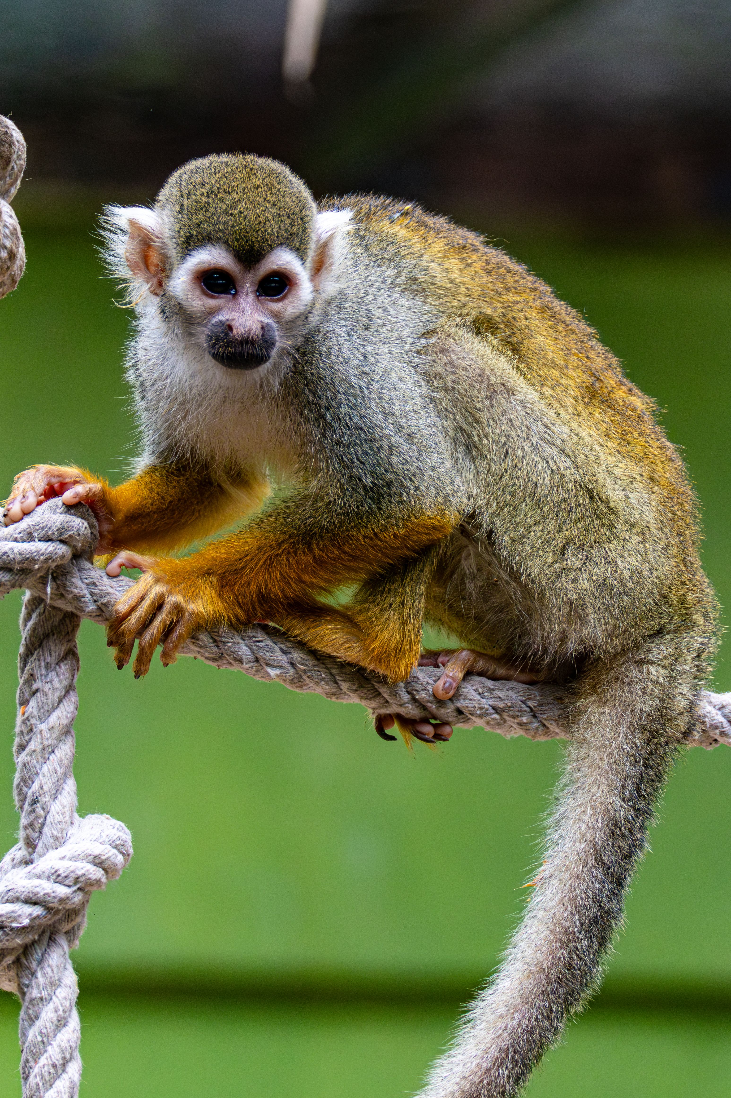 Brown and Black Monkey on Rope · Free Stock Photo