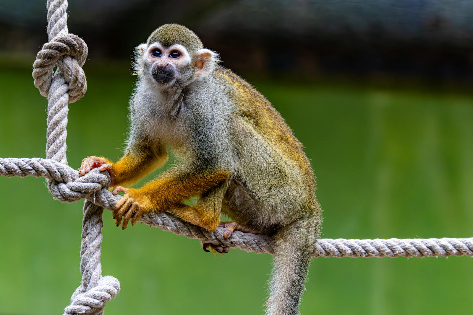 Karlee Grey Photos, Download The BEST Free Karlee Grey Stock Photos ...