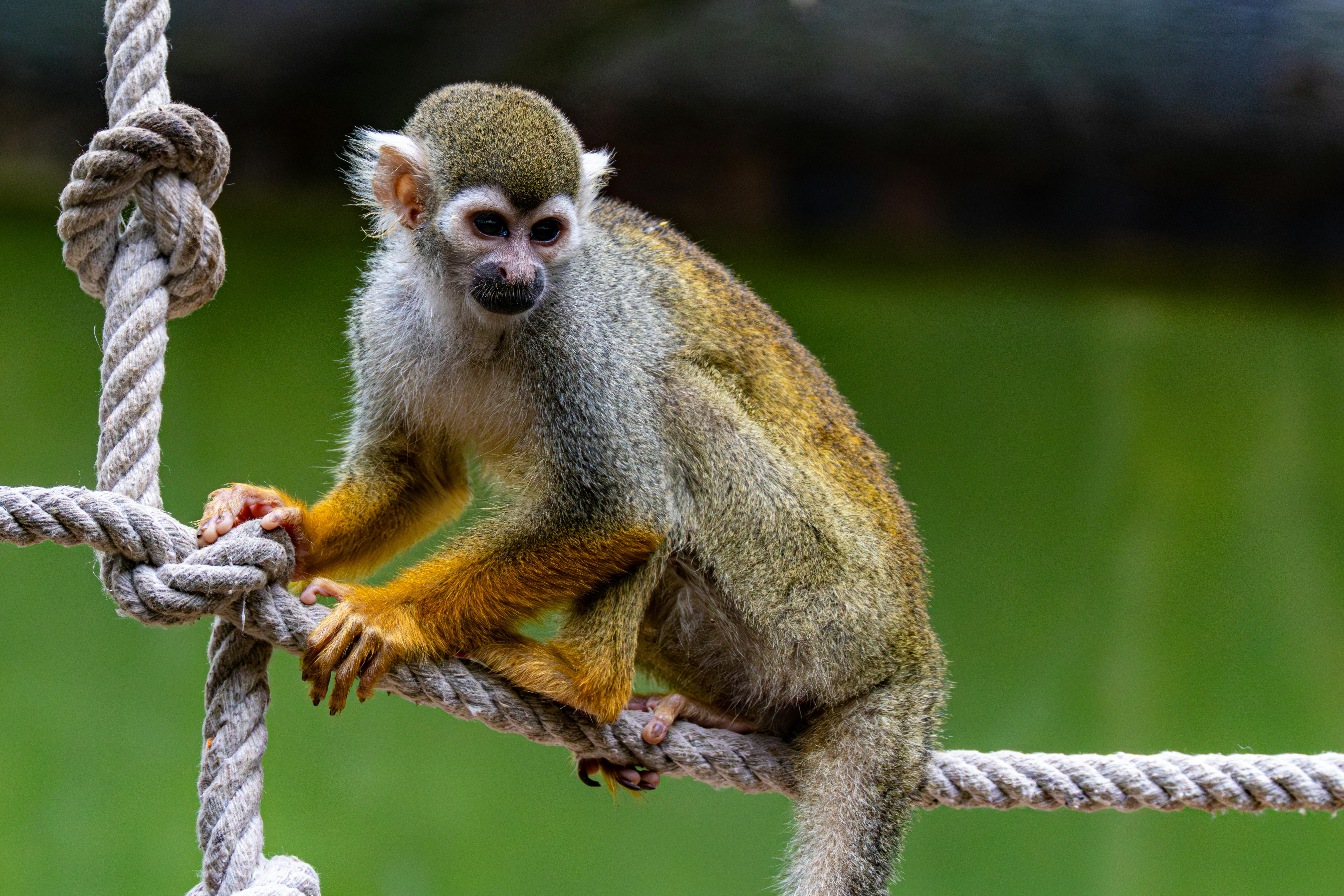 Ravan Face Photos, Download The BEST Free Ravan Face Stock Photos & HD ...