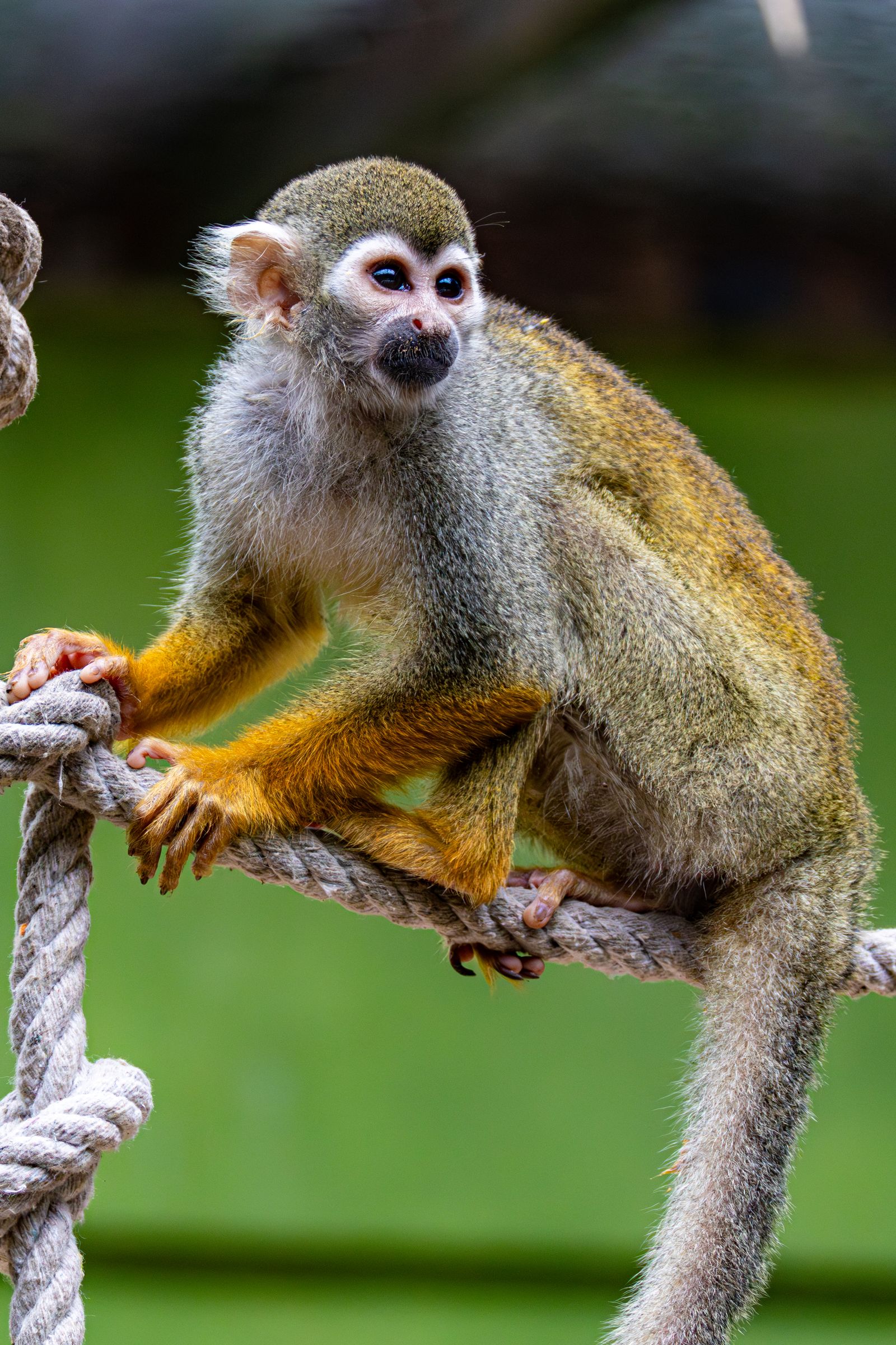 Monkey Face Photos, Download The BEST Free Monkey Face Stock Photos ...