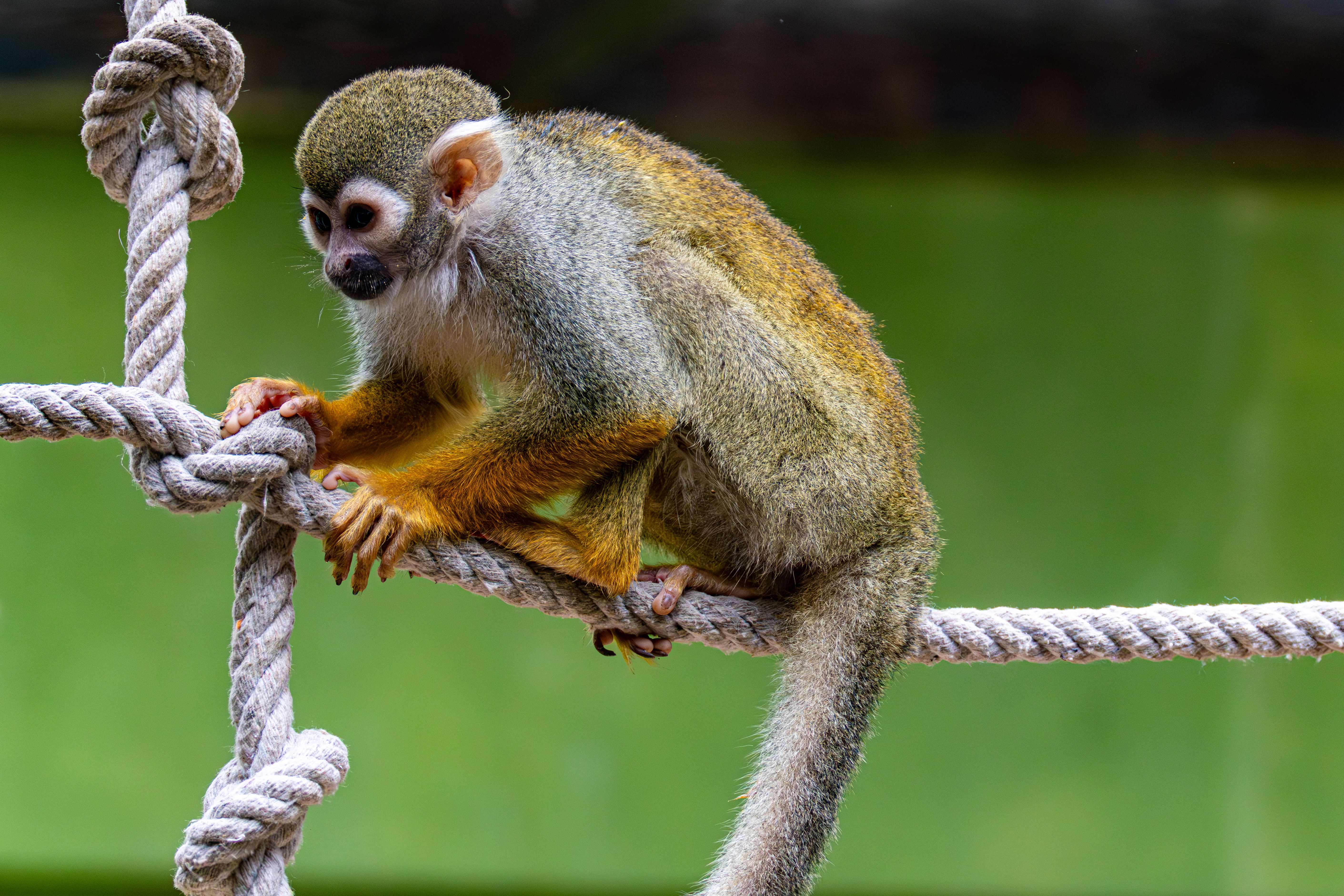 Brown and Black Monkey on Rope · Free Stock Photo