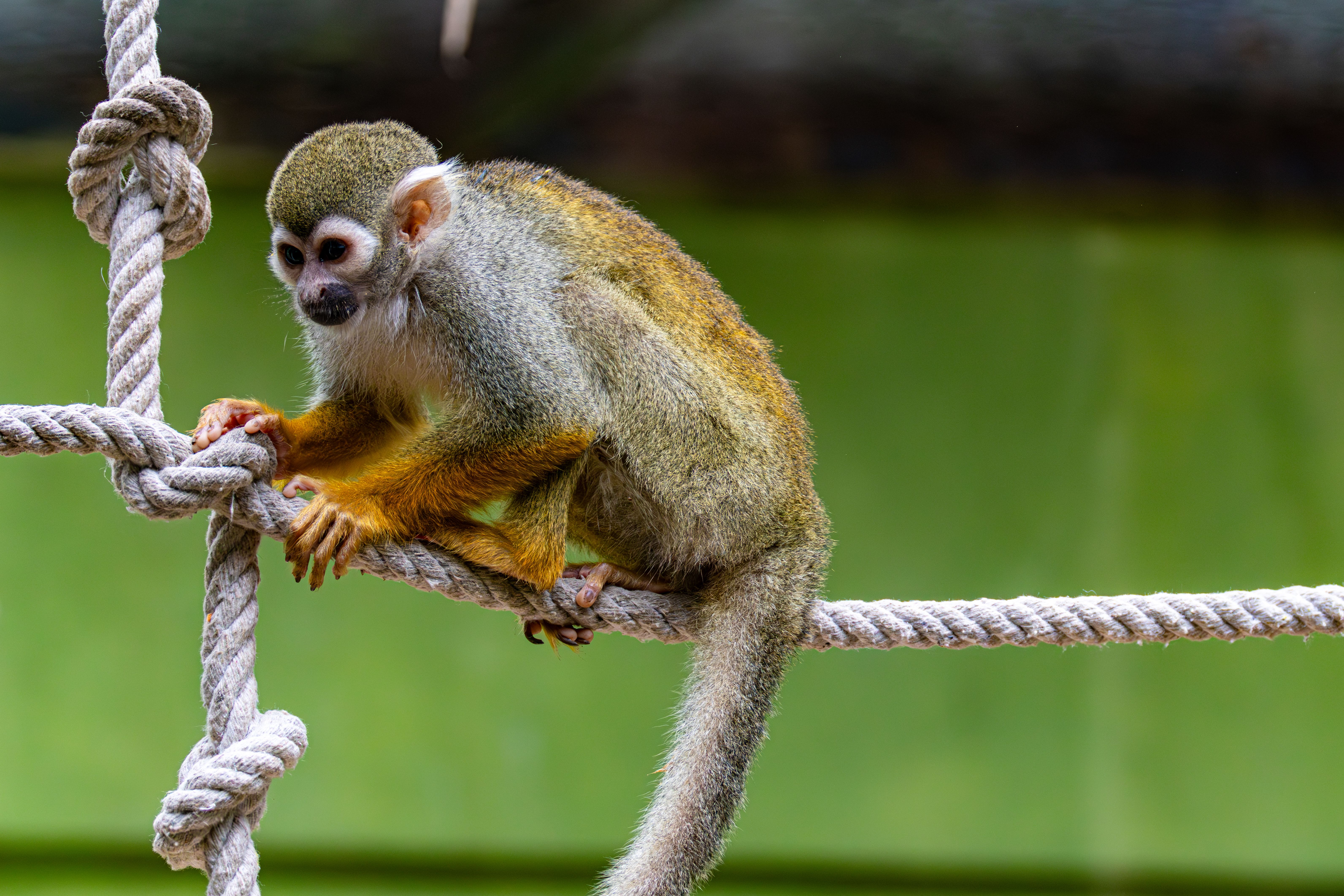 Primate Behavior Photos, Download The BEST Free Primate Behavior Stock ...