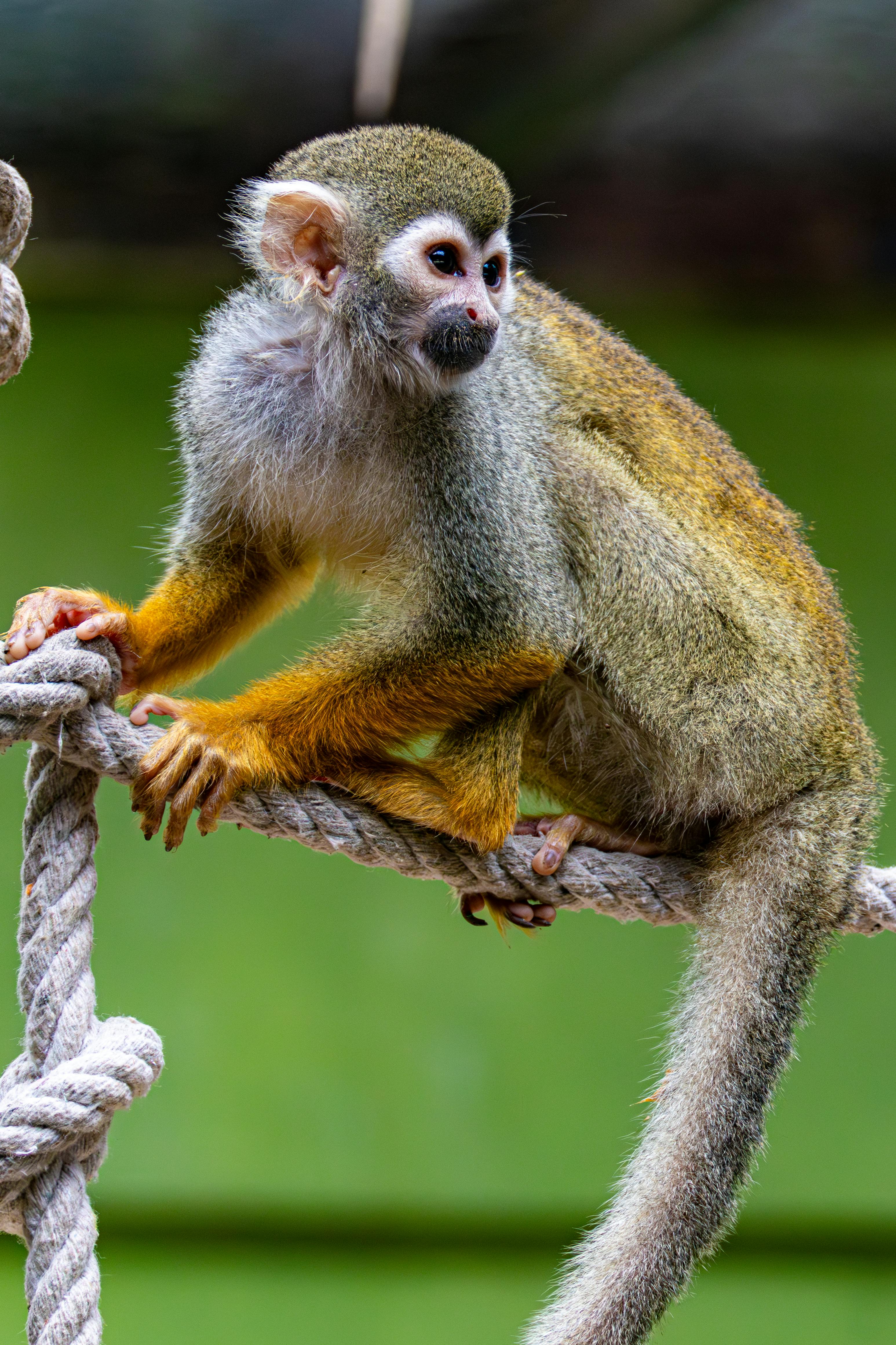 Close-Up of Squirrel Monkey Perched on Rope · Free Stock Photo