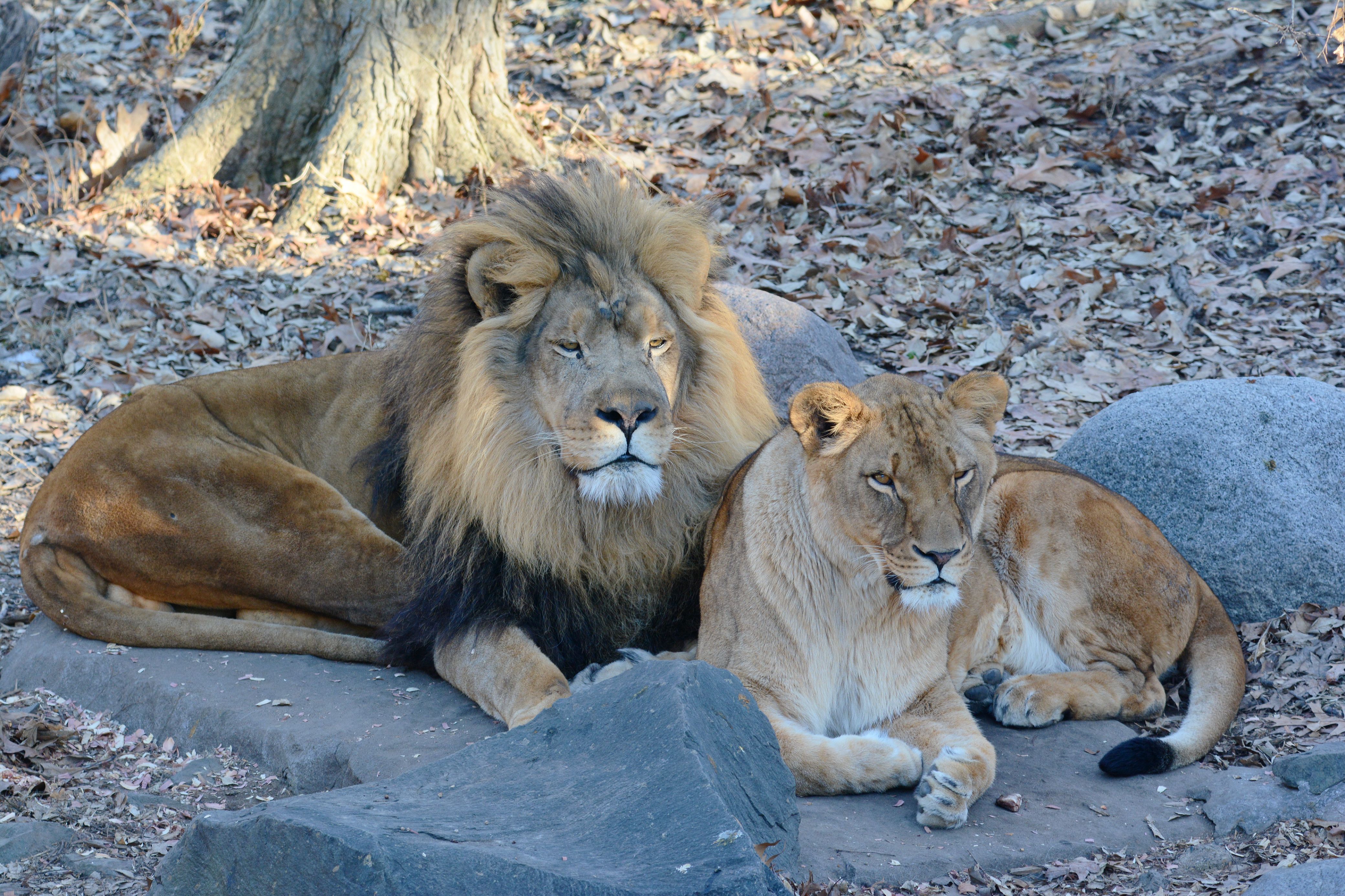 African Lions Resting in a Natural Habitat · Free Stock Photo