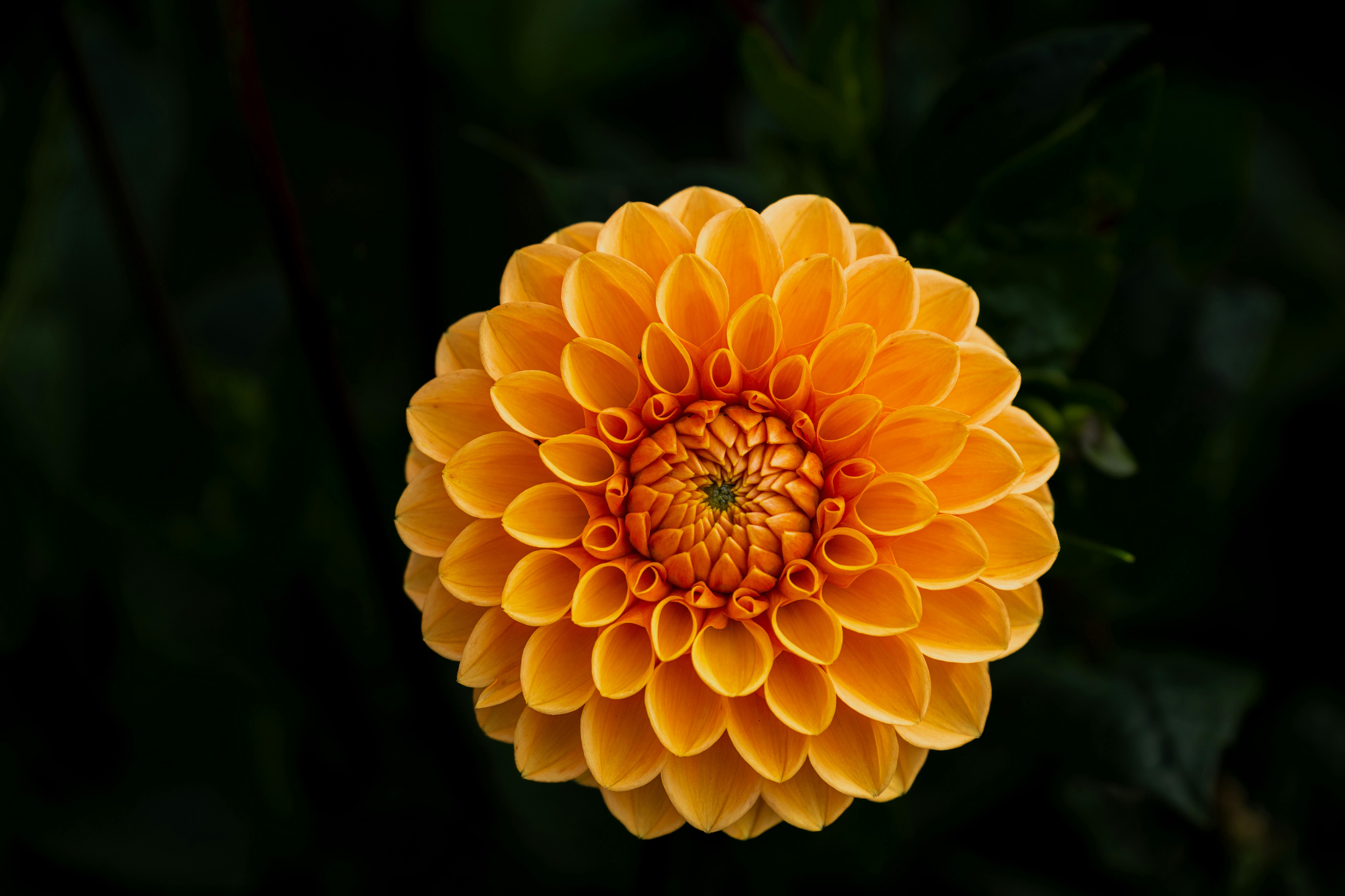 Gulab Flower Background Photos, Download The BEST Free Gulab Flower ...