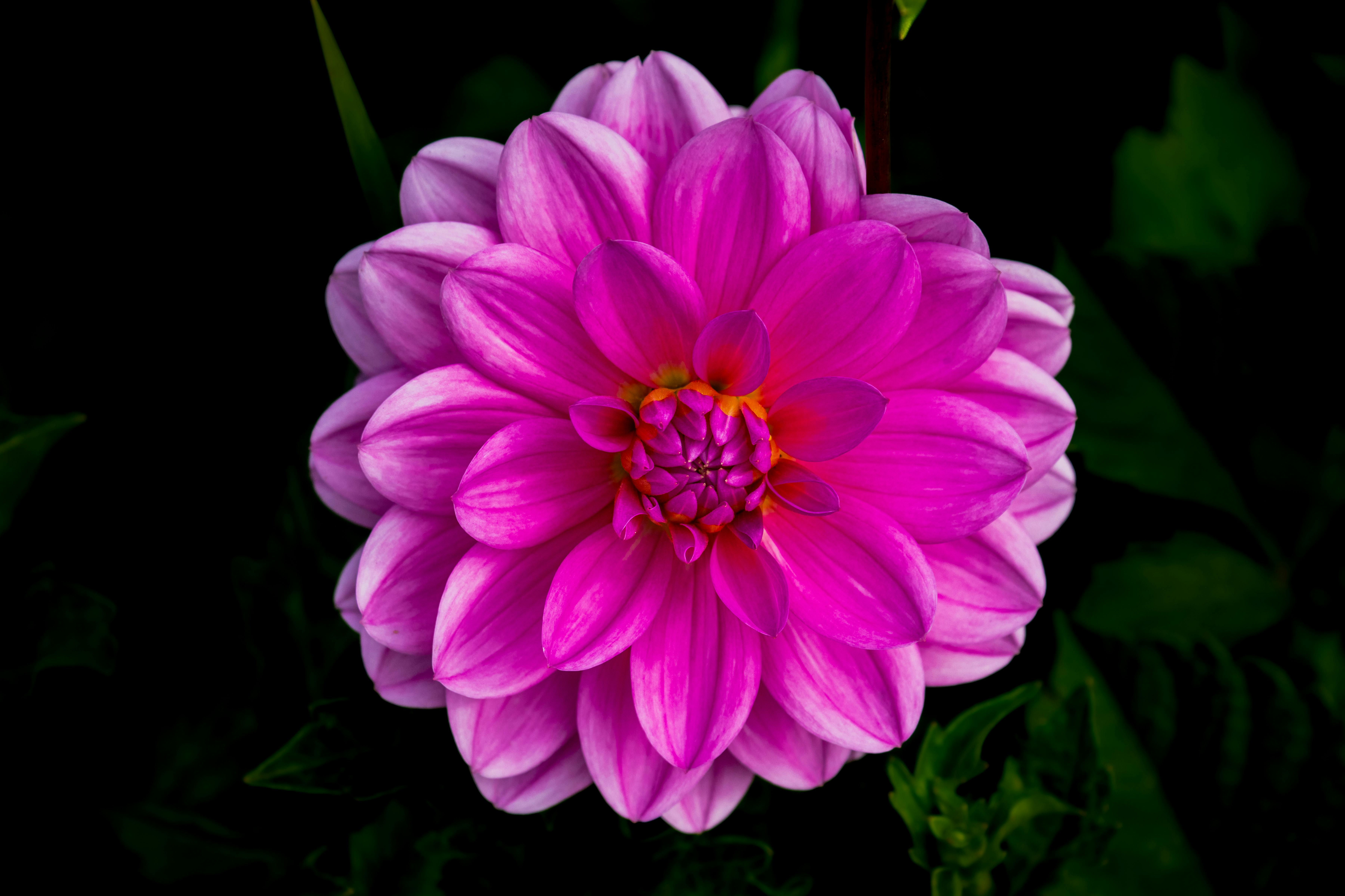 Gulab Flower Background Photos, Download The BEST Free Gulab Flower ...