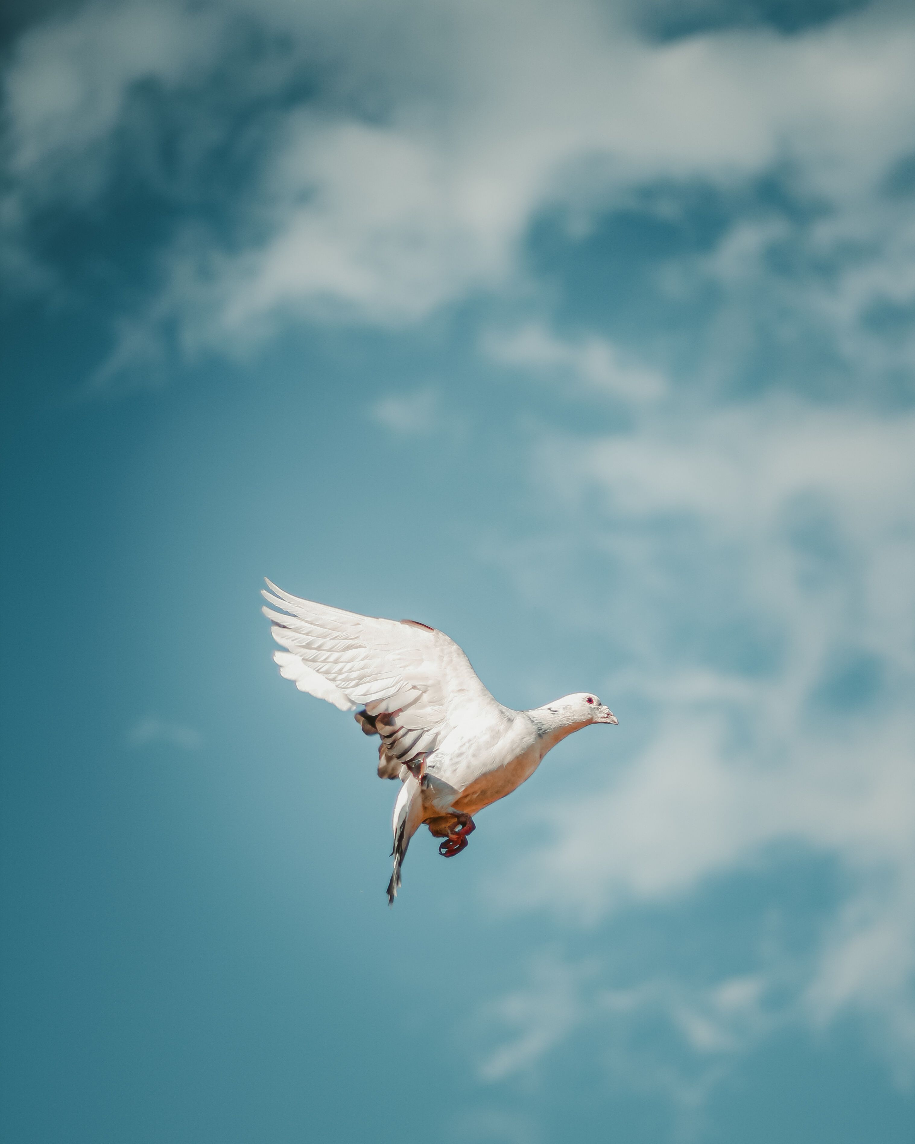Colombe Blanche En Vol Contre Le Ciel Bleu · Photo gratuite