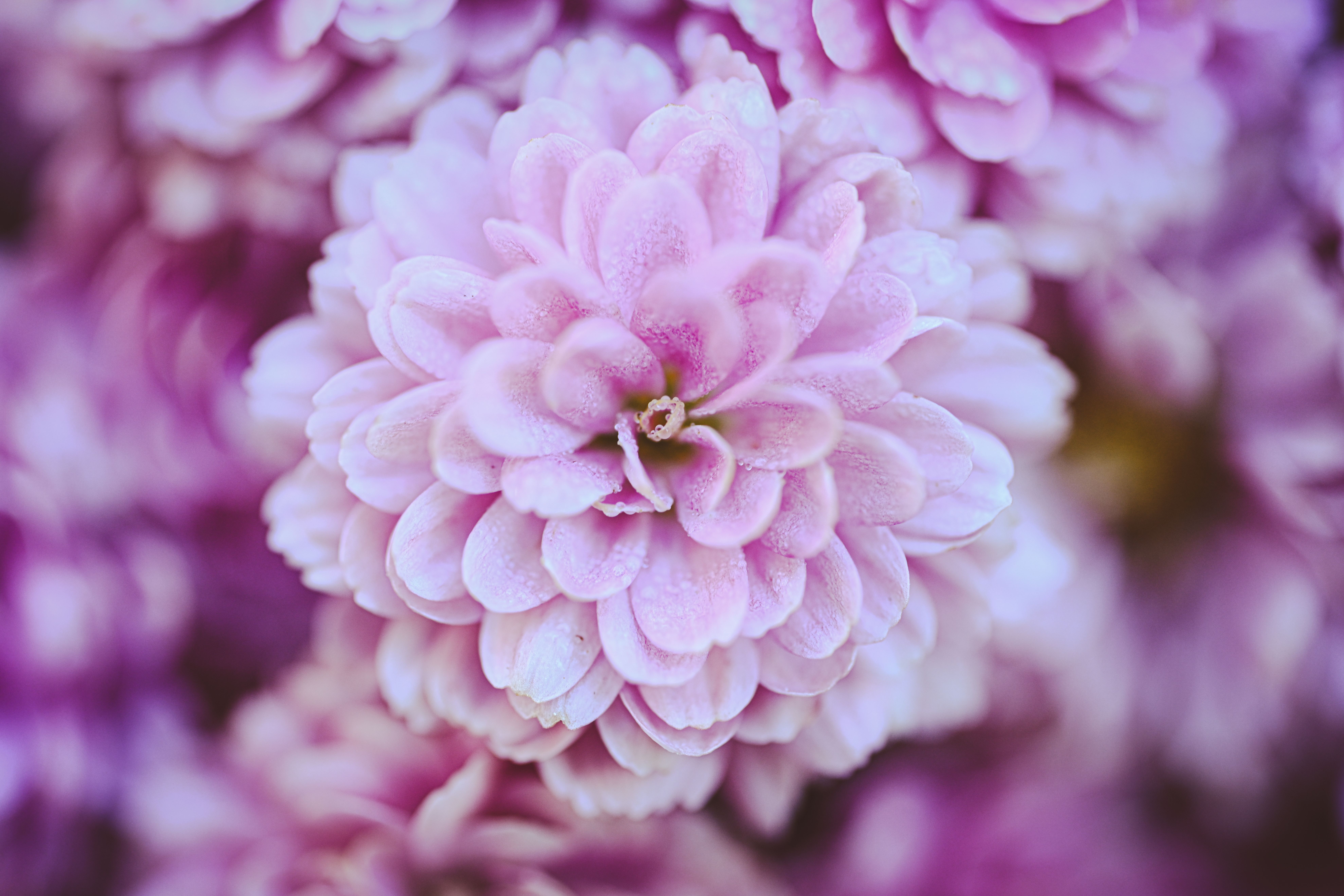 Pink Wallpapers Photos, Download The BEST Free Pink Wallpapers Stock ...