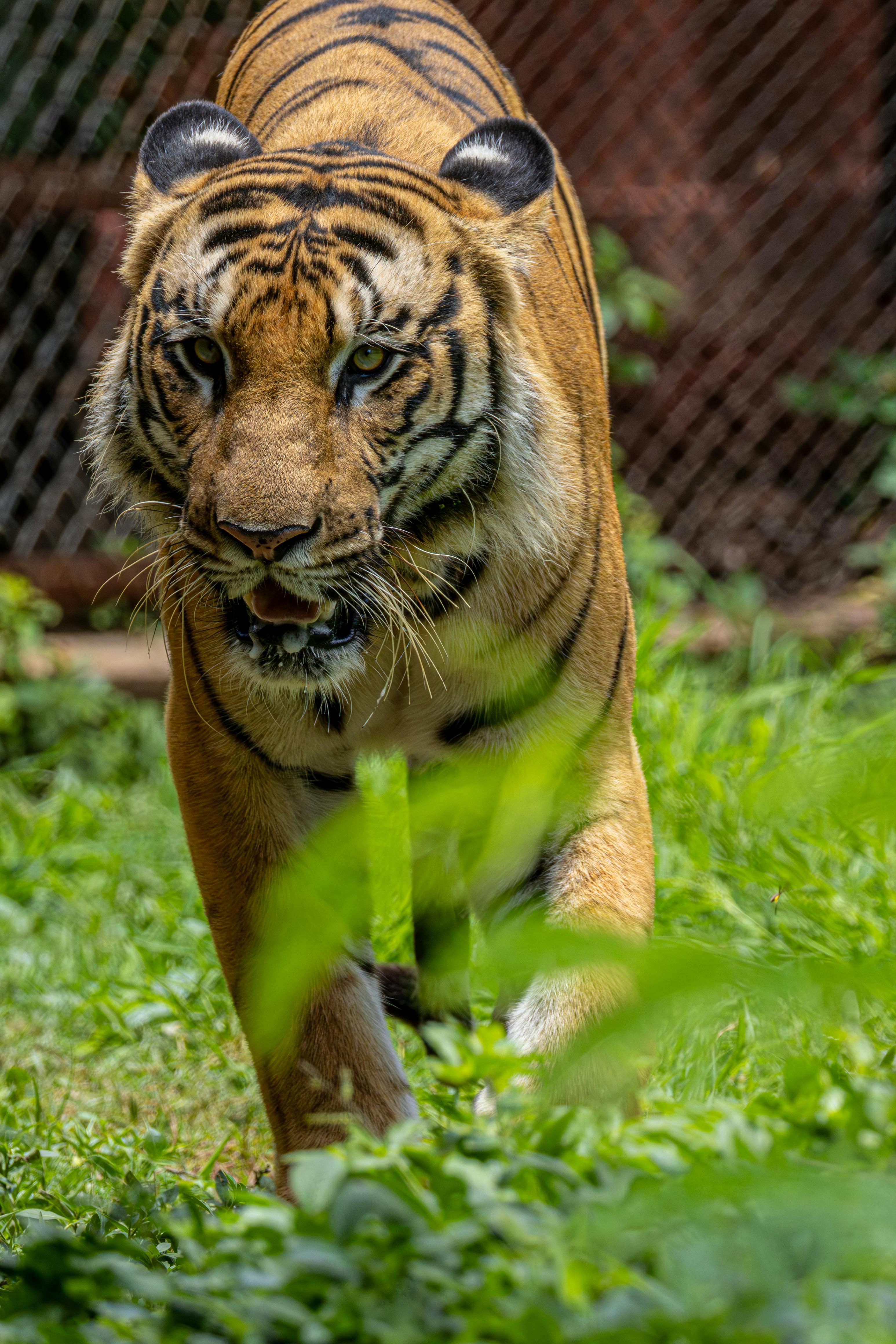 Derpy+Tiger+Png Photos, Download The BEST Free Derpy+Tiger+Png Stock ...