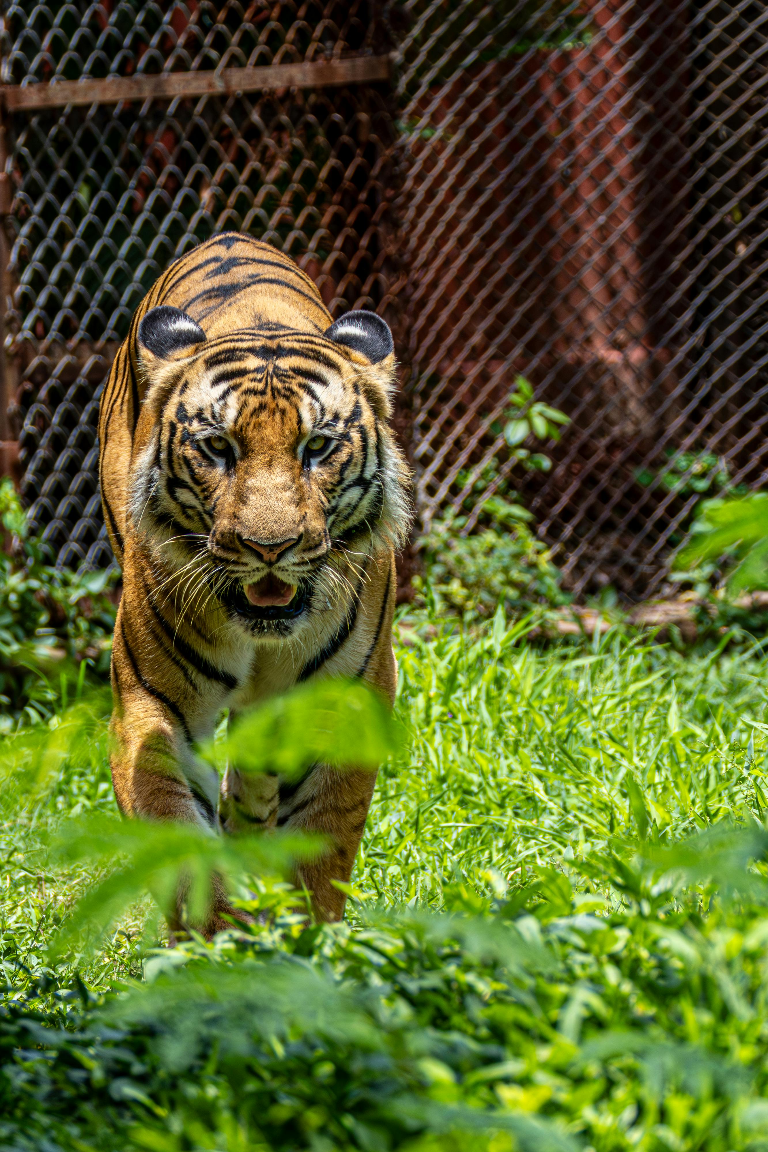 Tiger Images Photos, Download The BEST Free Tiger Images Stock Photos ...