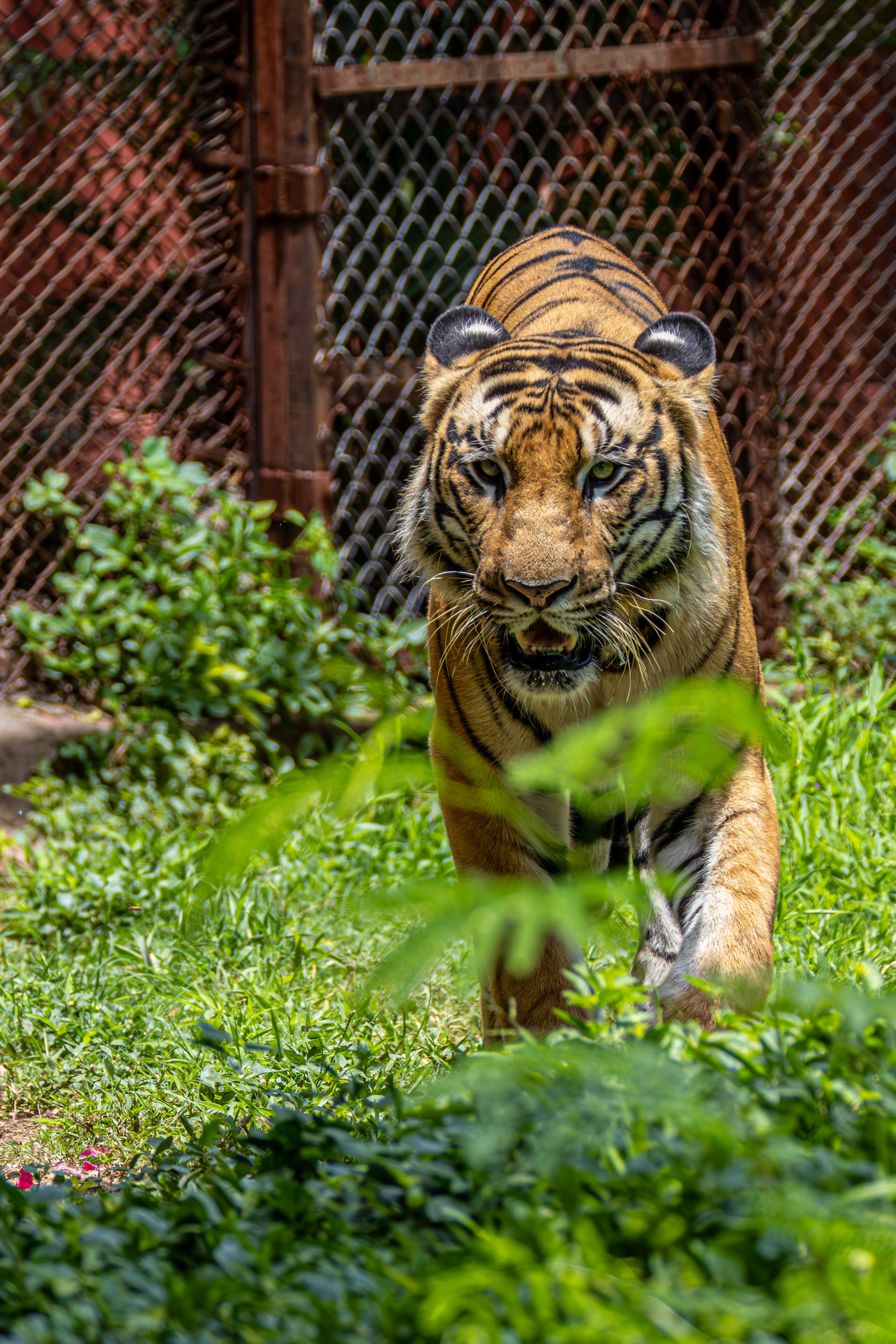 Tiger Images Photos, Download The BEST Free Tiger Images Stock Photos ...