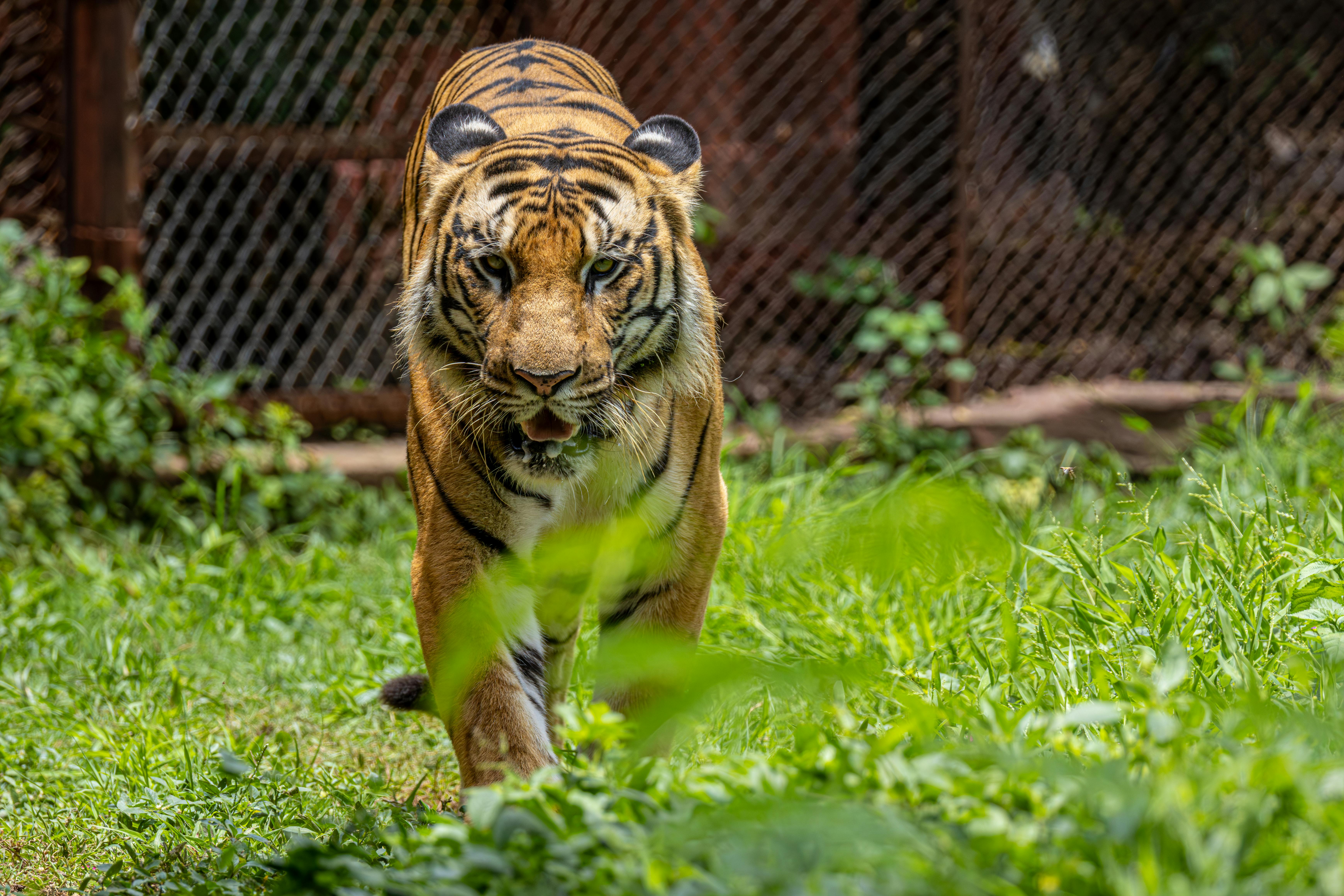 Derpy+Tiger+Png Photos, Download The BEST Free Derpy+Tiger+Png Stock ...