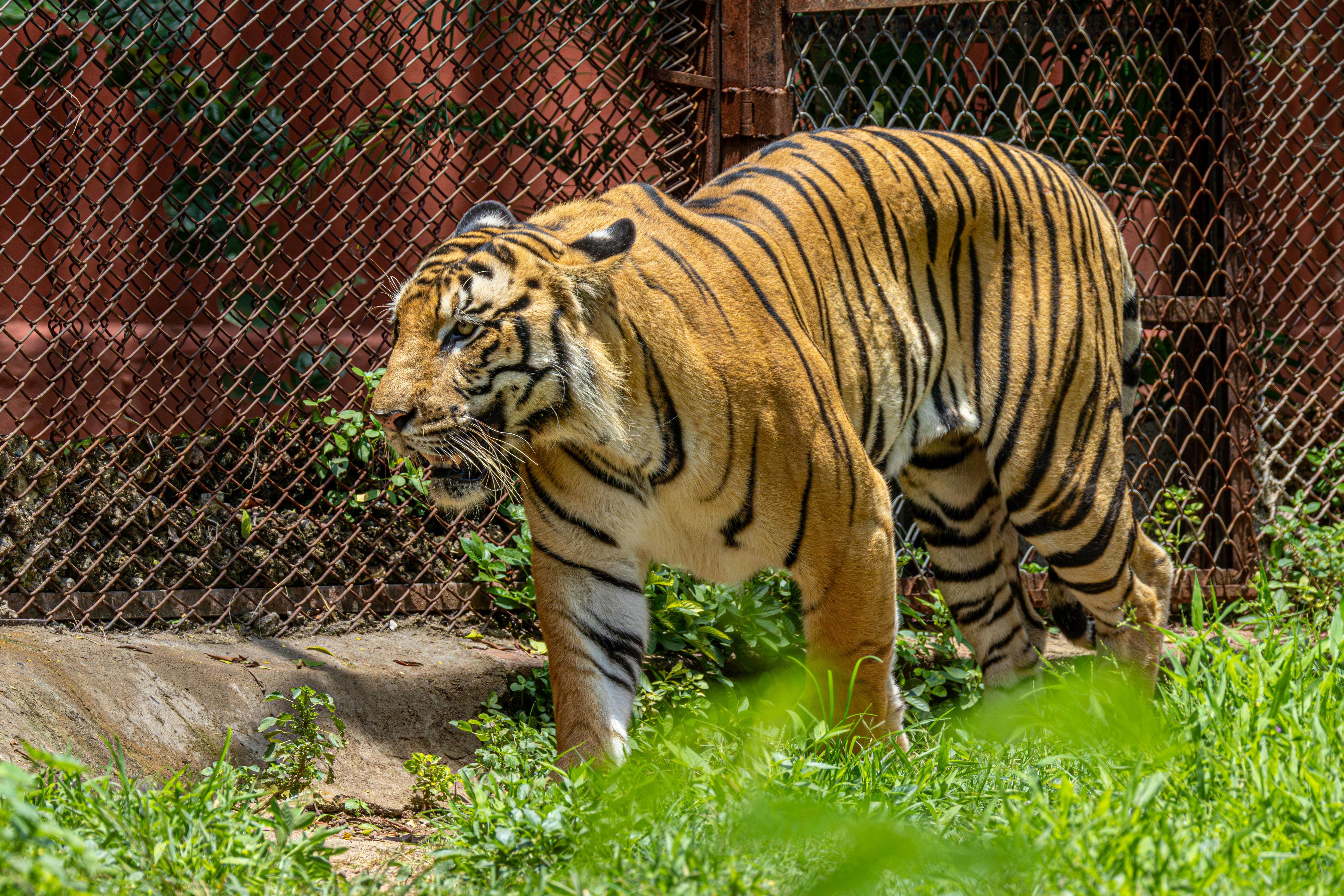 Tiger Images Photos, Download The BEST Free Tiger Images Stock Photos ...