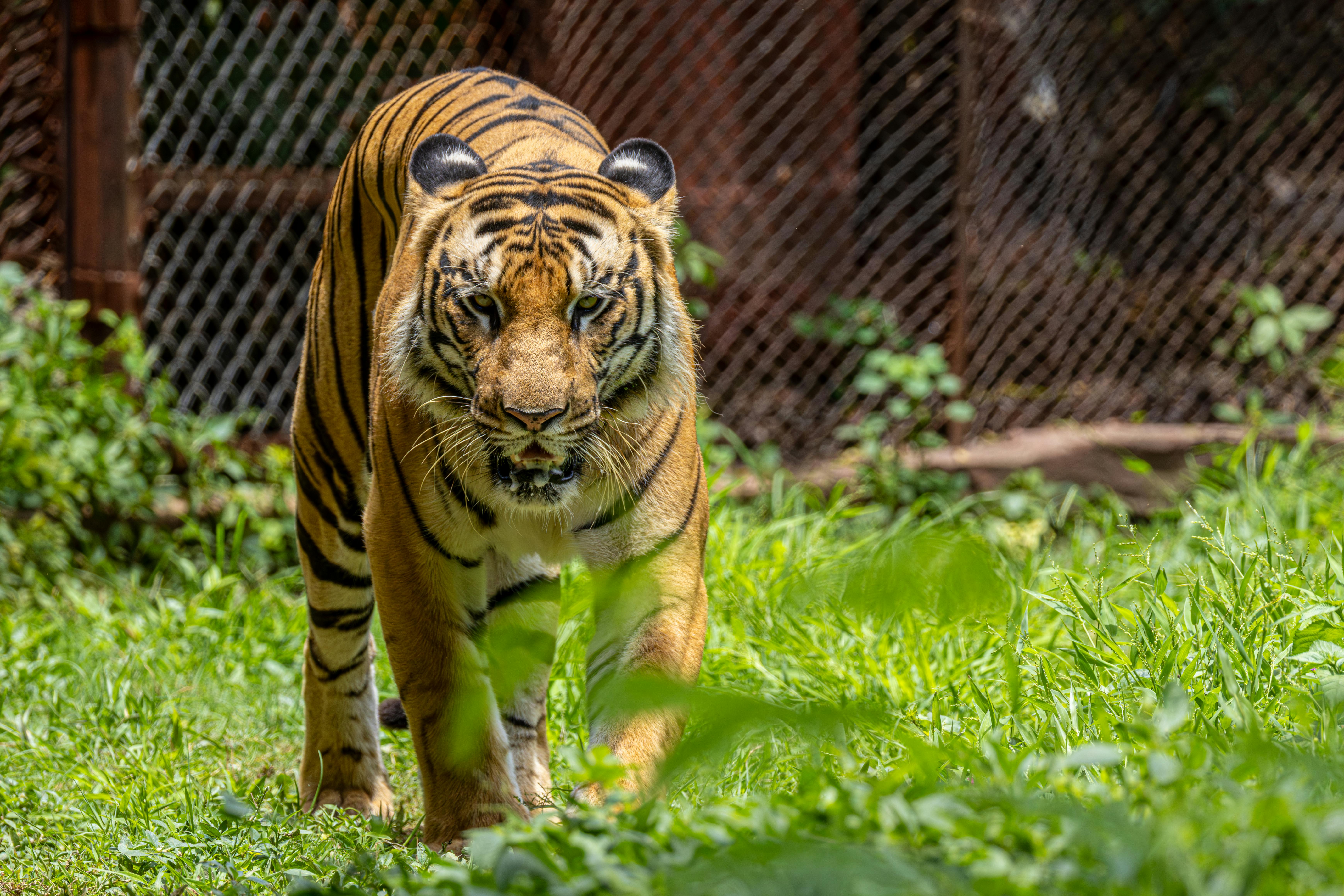 Tiger Images Photos, Download The BEST Free Tiger Images Stock Photos ...