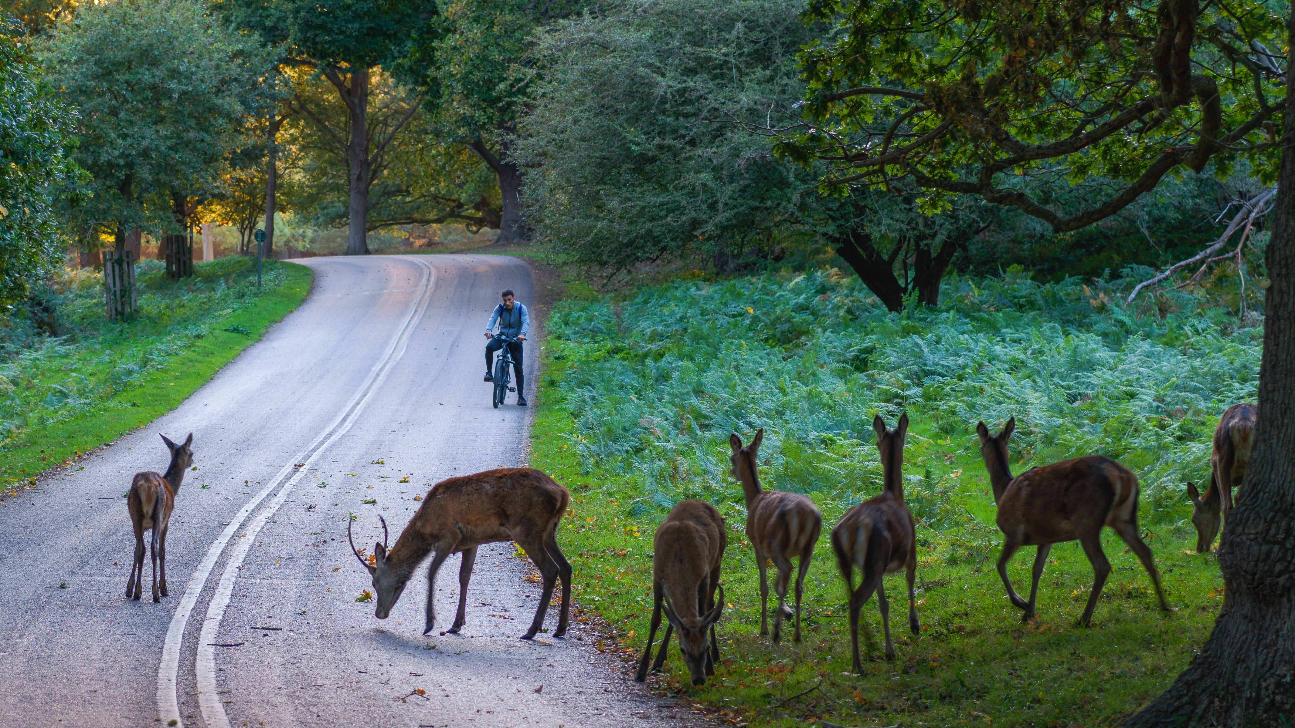 Cape Deer Photos, Download The BEST Free Cape Deer Stock Photos & HD Images