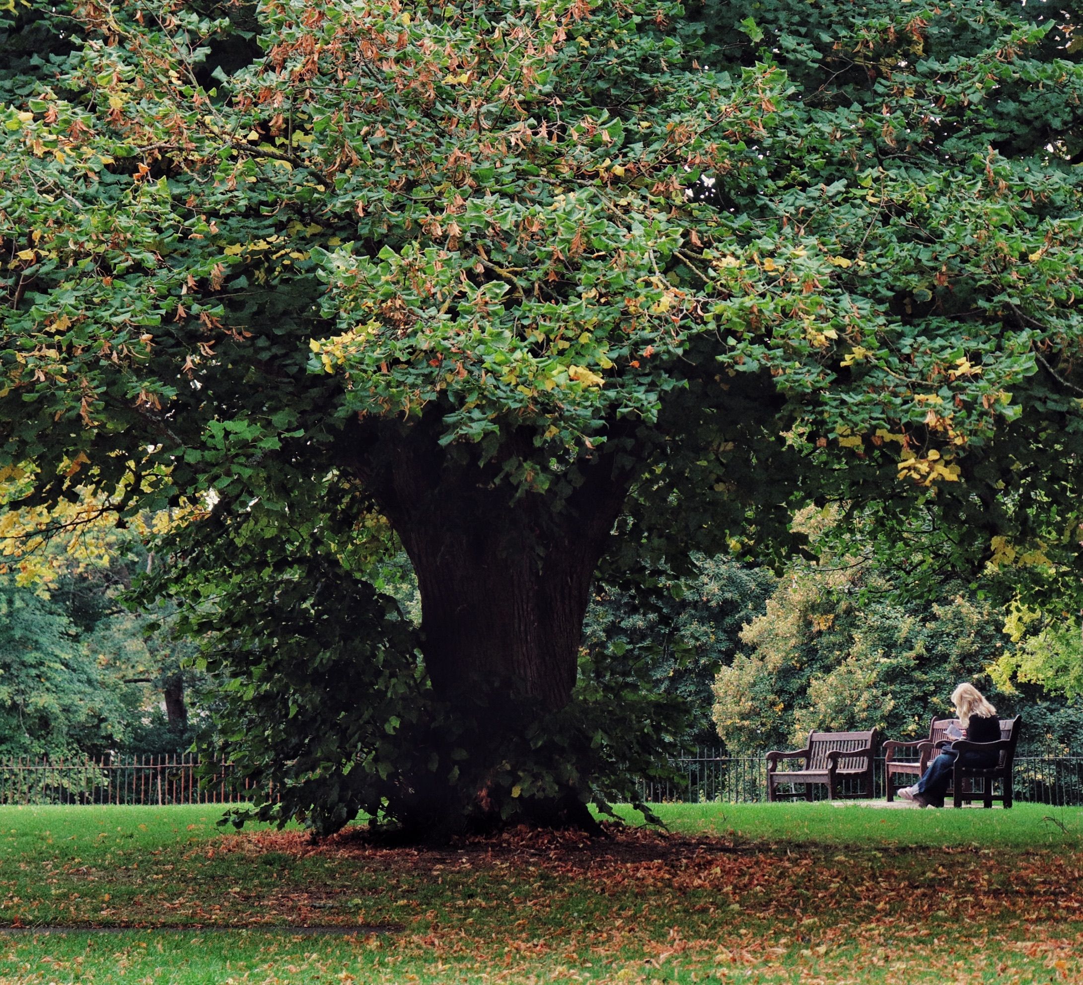 Peaceful Moment Under a Chestnut Tree in St Albans · Free Stock Photo
