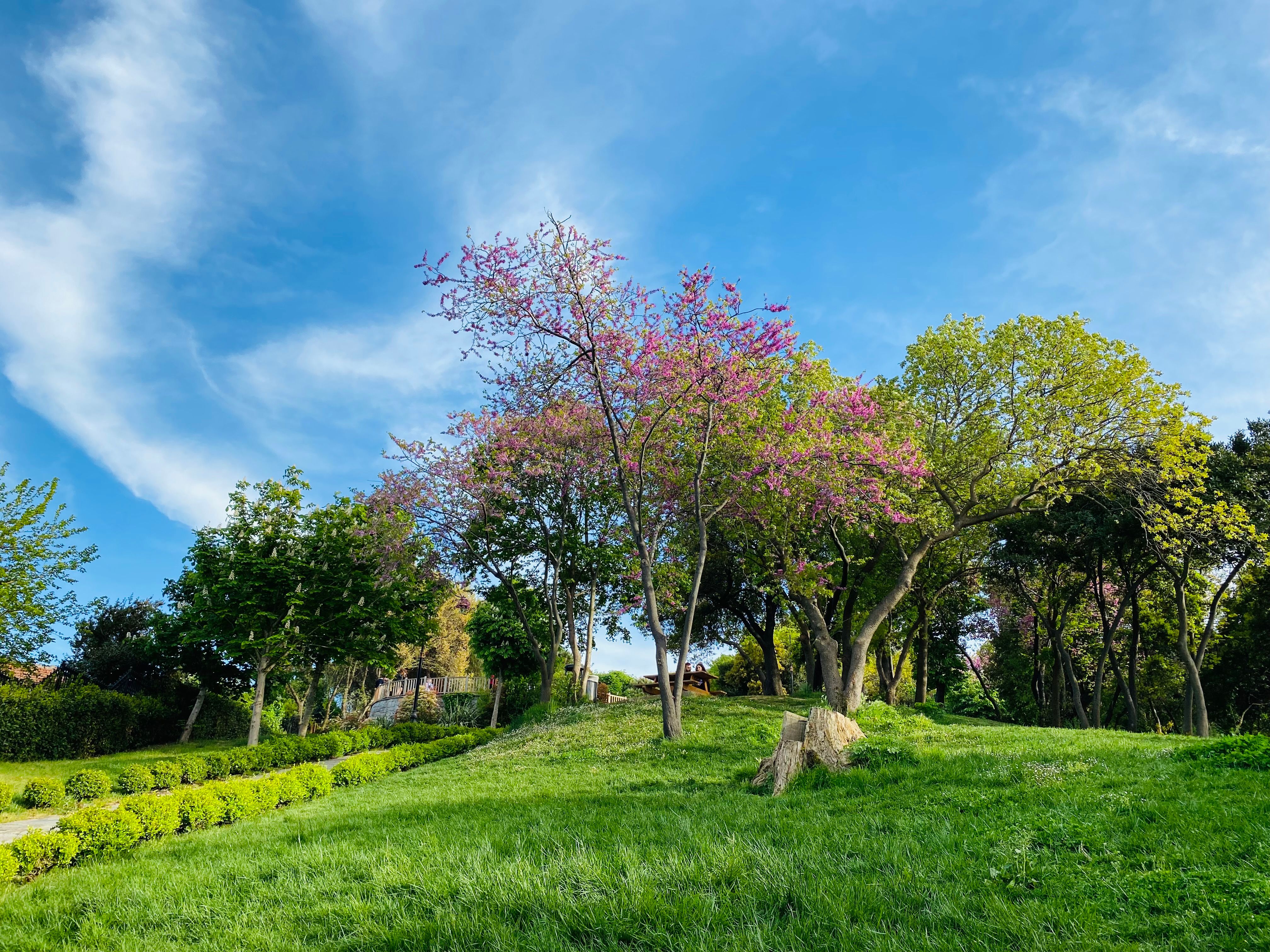 Vibrant Spring Landscape with Blooming Trees · Free Stock Photo