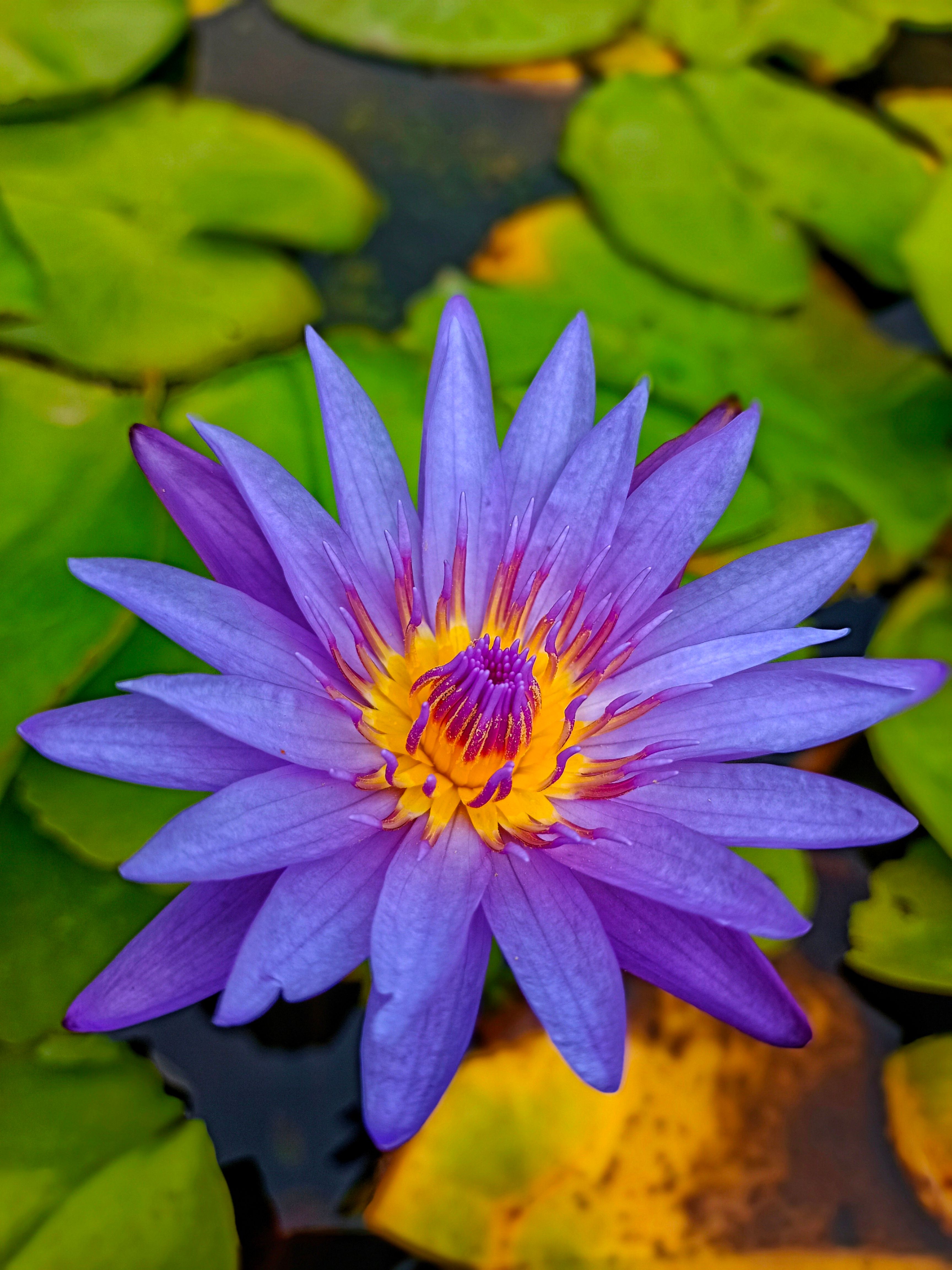 Flower Without Colour Photos, Download The BEST Free Flower Without ...