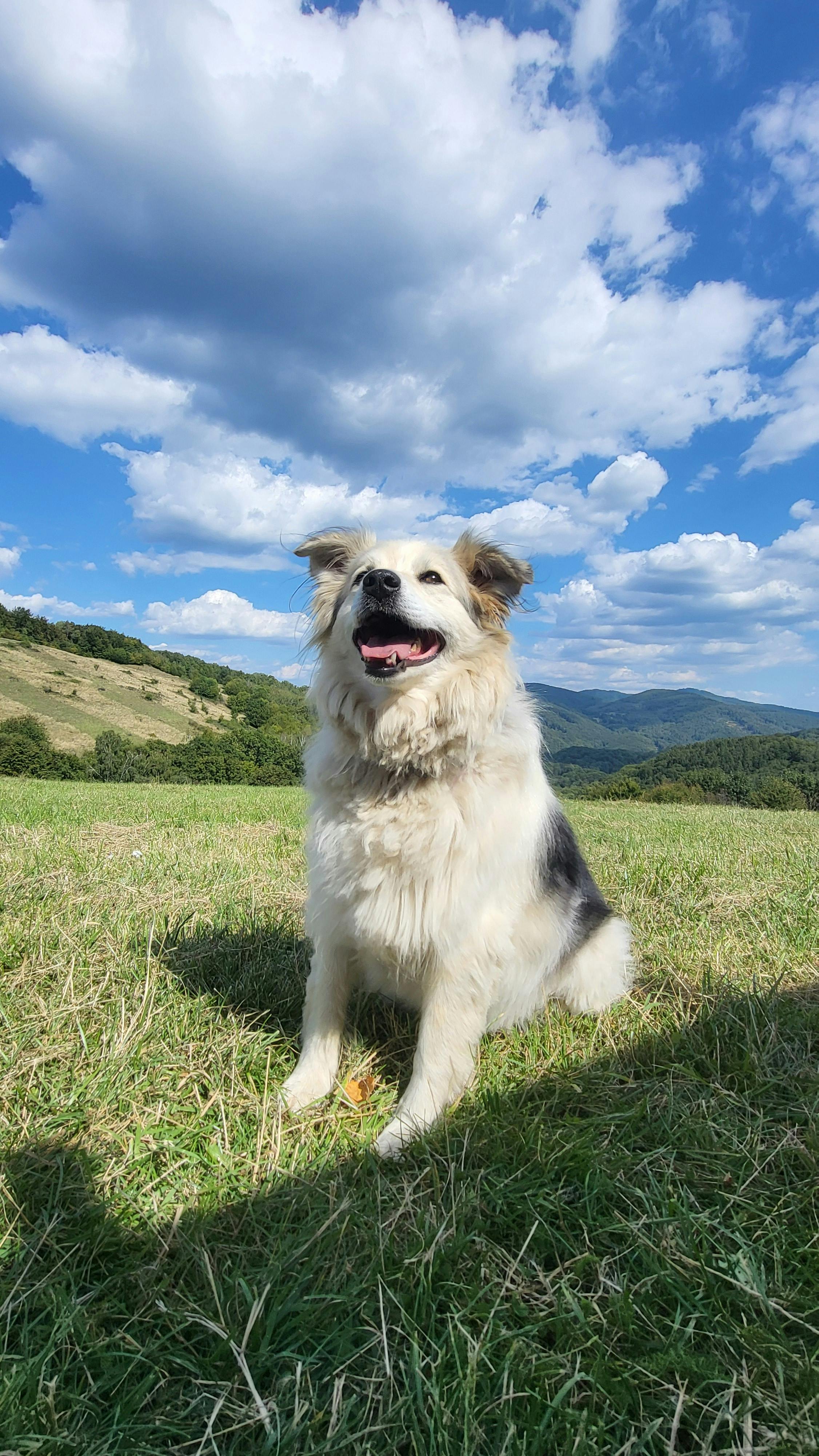Perro Feliz Sentado En Un Campo De Hierba Bajo Un Cielo Azul · Foto de ...