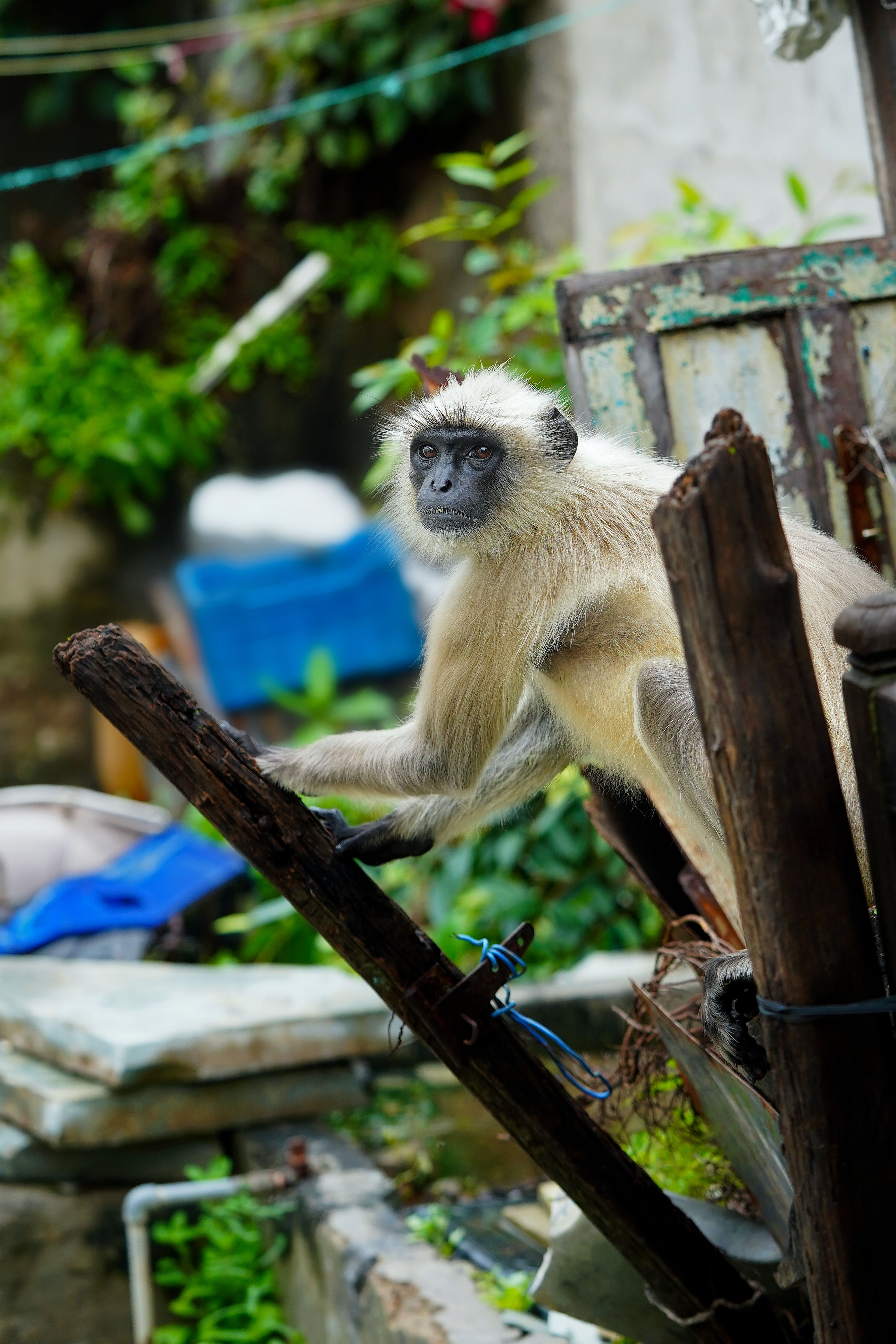 Primate Behavior Photos, Download The BEST Free Primate Behavior Stock ...