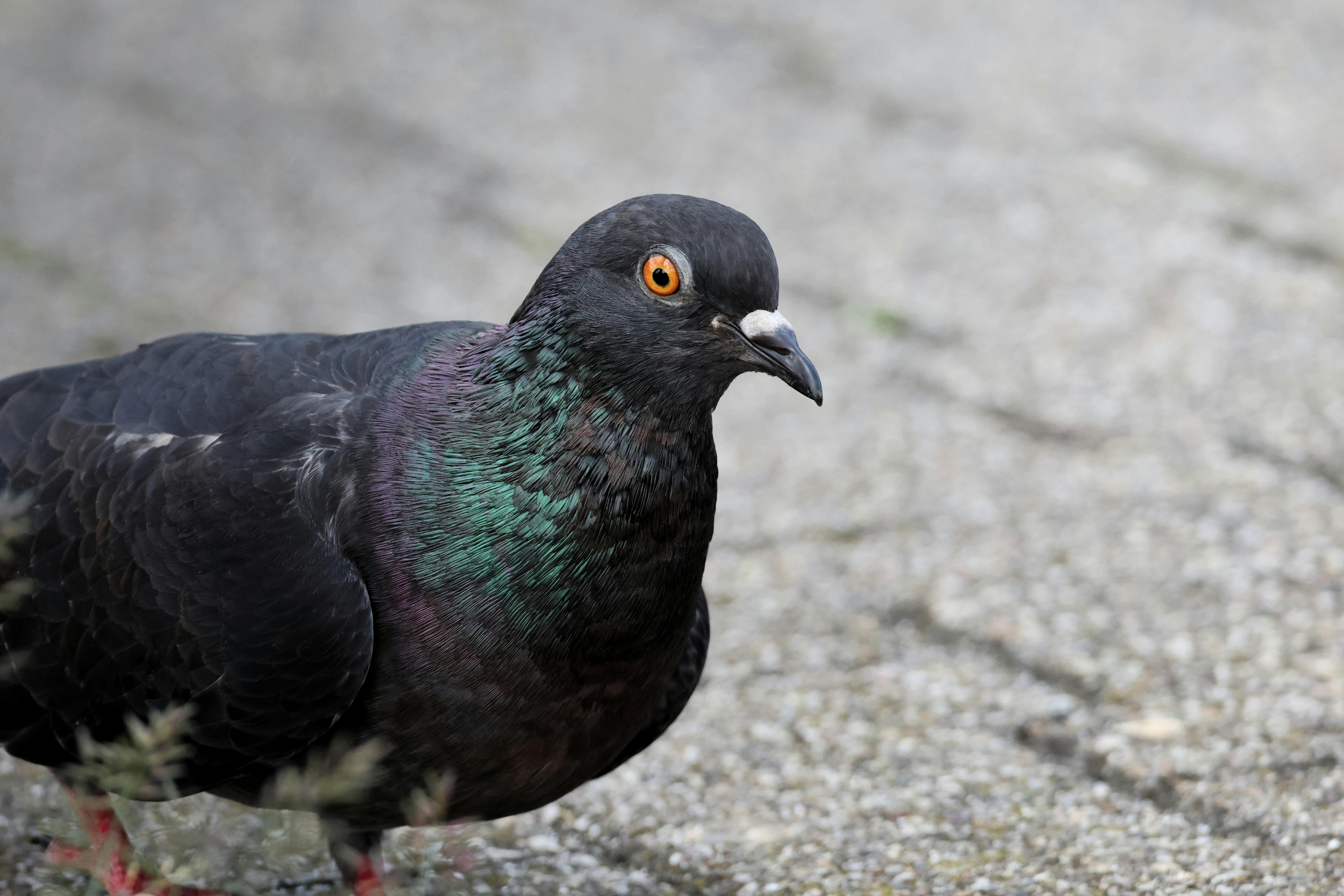 Pigeons Photos, Download The BEST Free Pigeons Stock Photos & HD Images