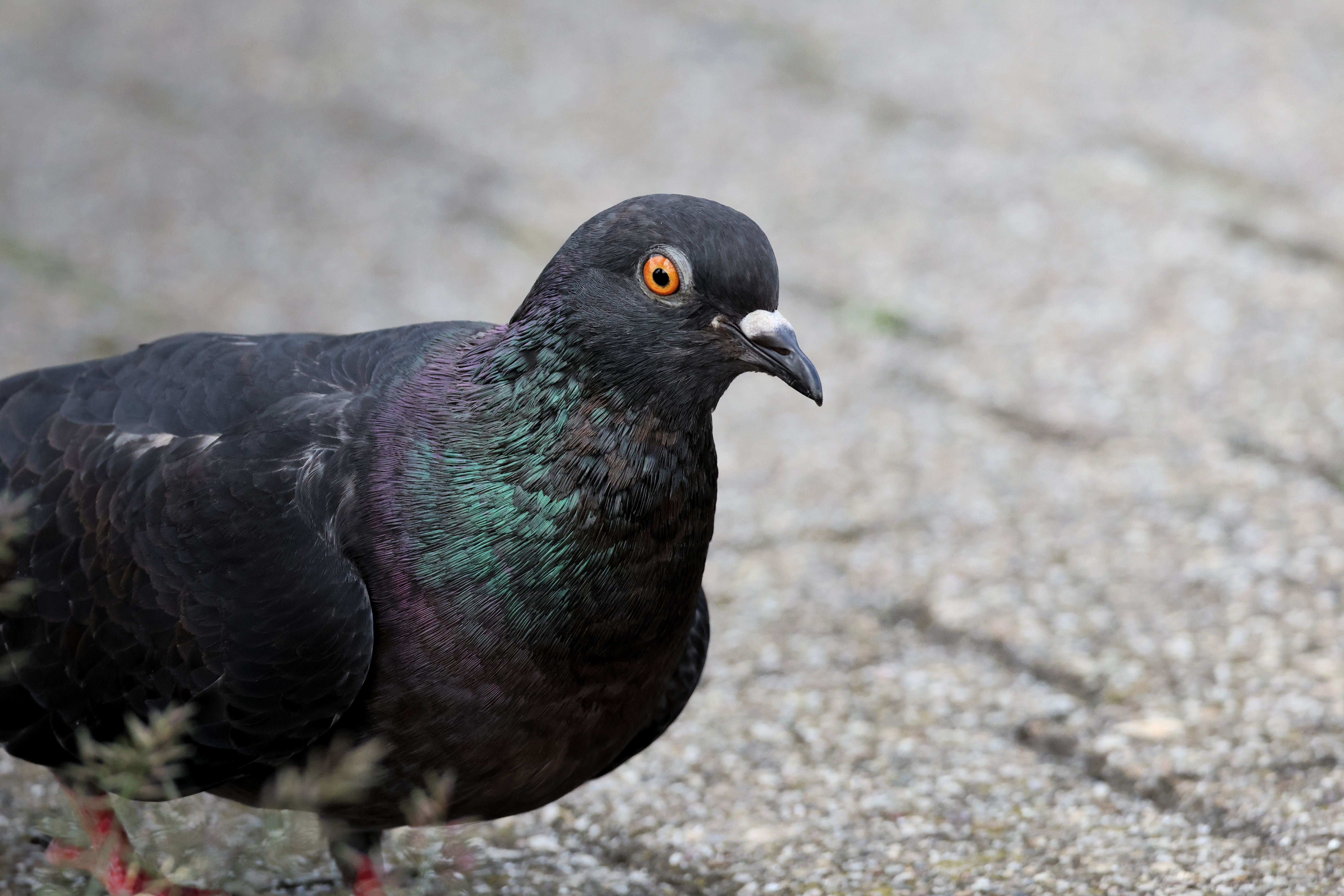 Coloured Pigeons Photos, Download The BEST Free Coloured Pigeons Stock ...